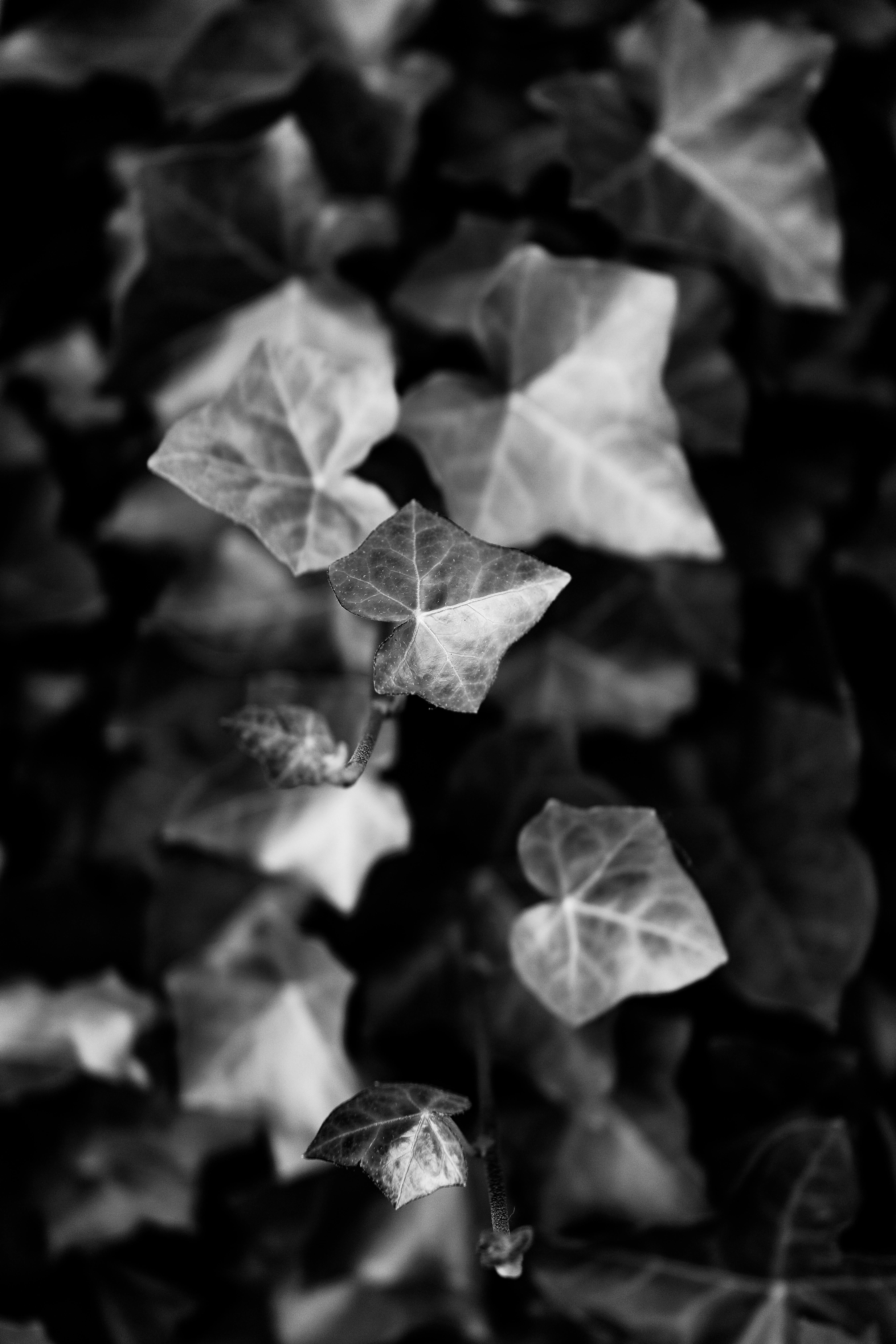 Textura Revy Vine Photos, Download The BEST Free Textura Revy Vine ...