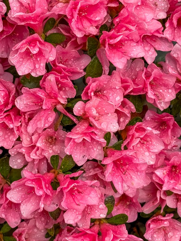 Pink Screensaver Photos, Download The BEST Free Pink Screensaver Stock ...