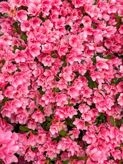 Pink Screensaver Photos, Download The BEST Free Pink Screensaver Stock ...