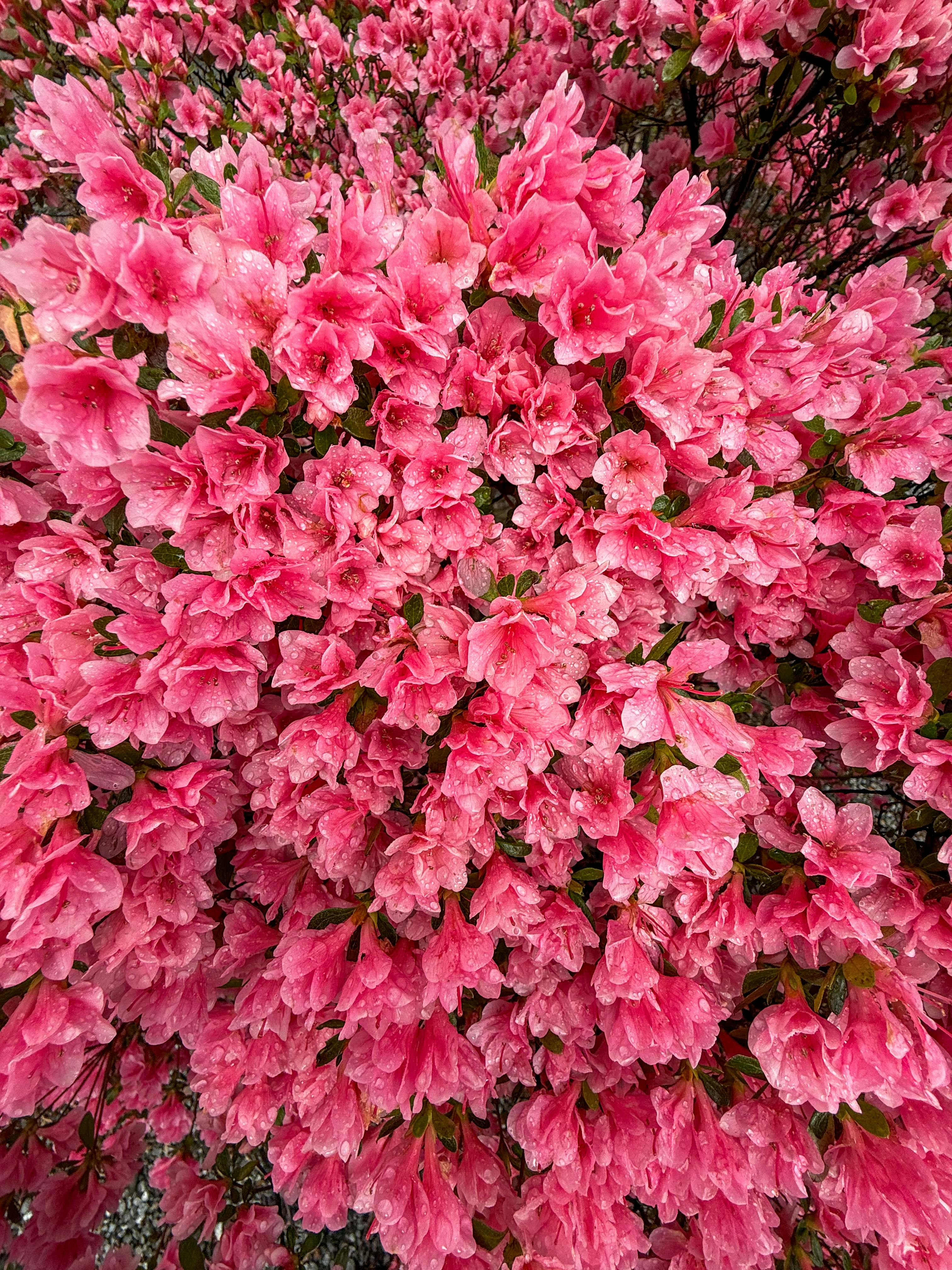 Vibrant Pink Azalea Blossoms in Full Bloom · Free Stock Photo