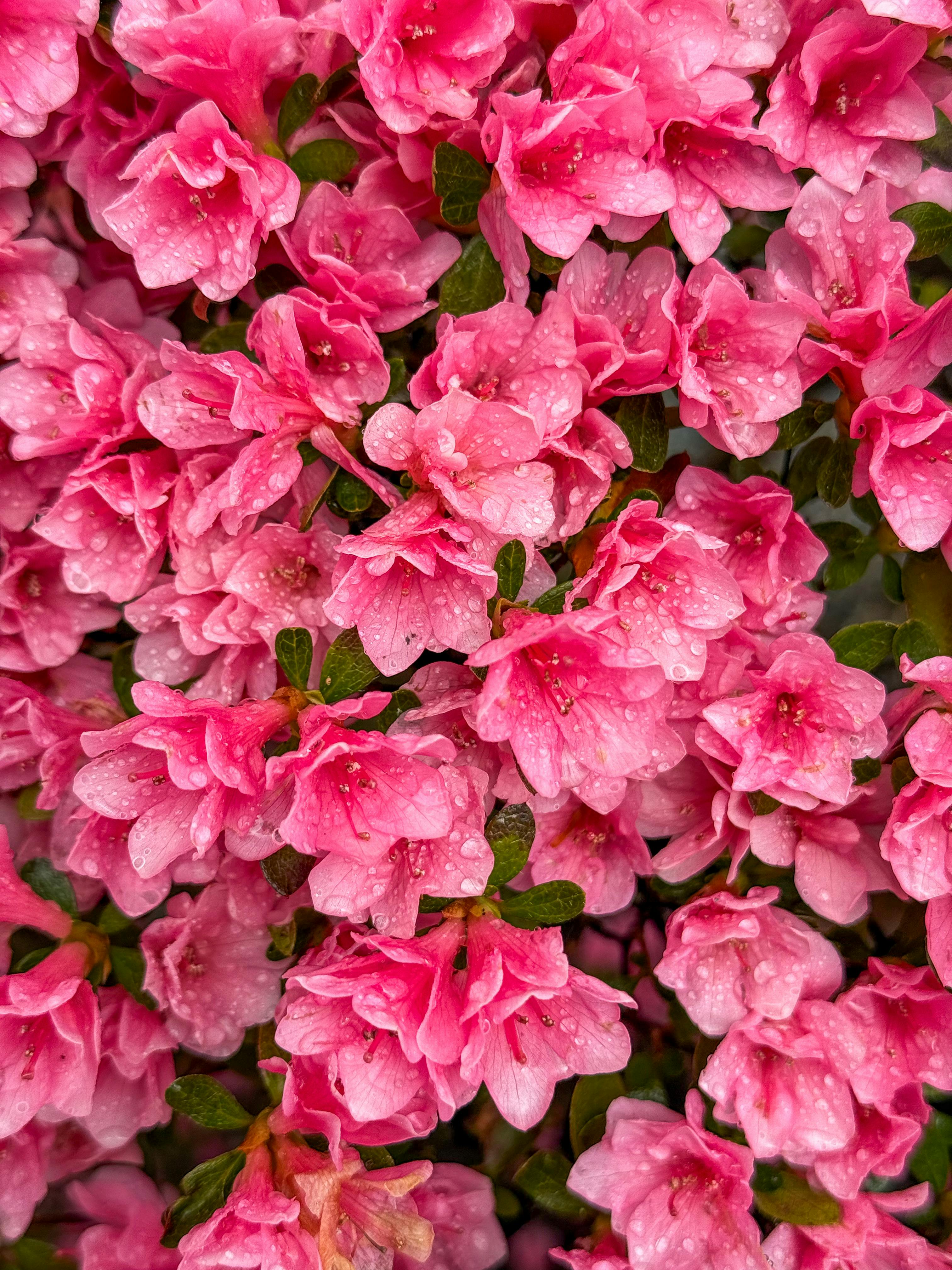 Vibrant Pink Azaleas in Bloom with Dew Drops · Free Stock Photo