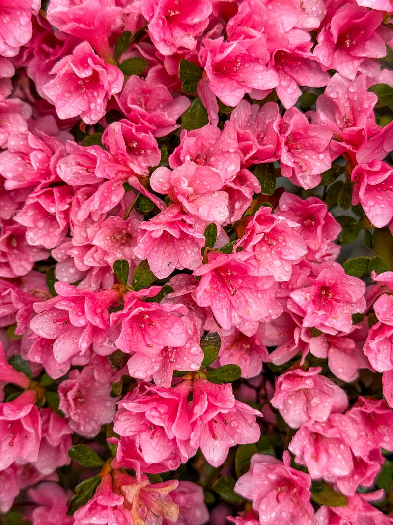 Azalea Background Photos, Download The BEST Free Azalea Background ...