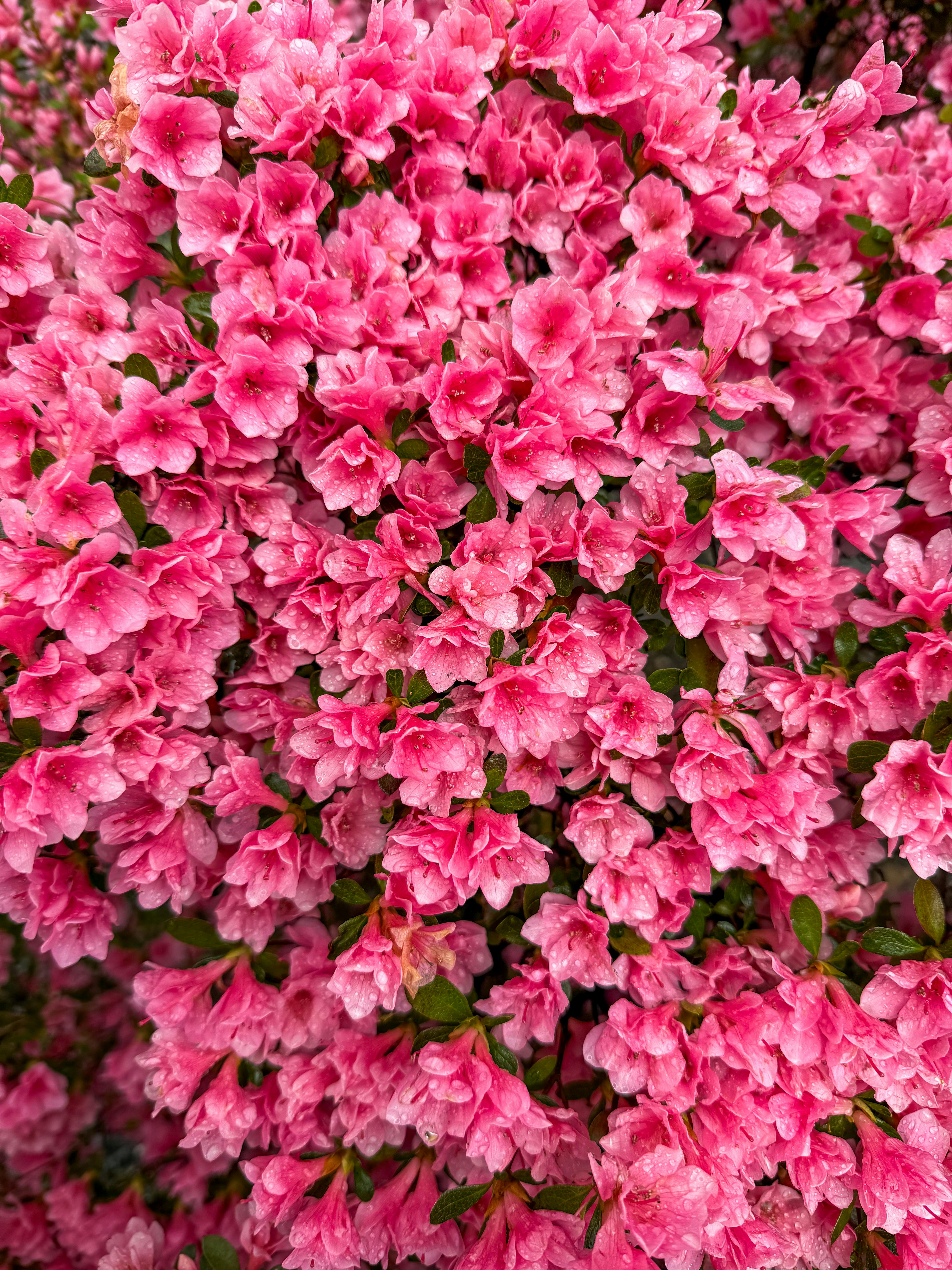 Vibrant Pink Azalea Flowers in Full Bloom · Free Stock Photo