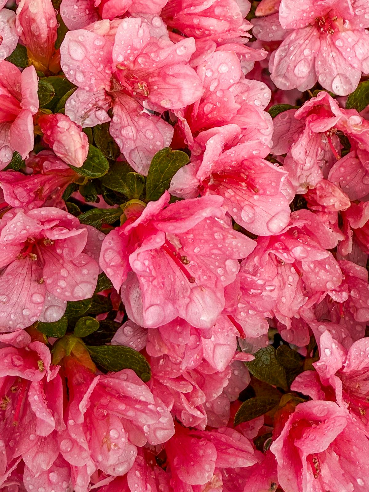 Pink Screensaver Photos, Download The BEST Free Pink Screensaver Stock ...