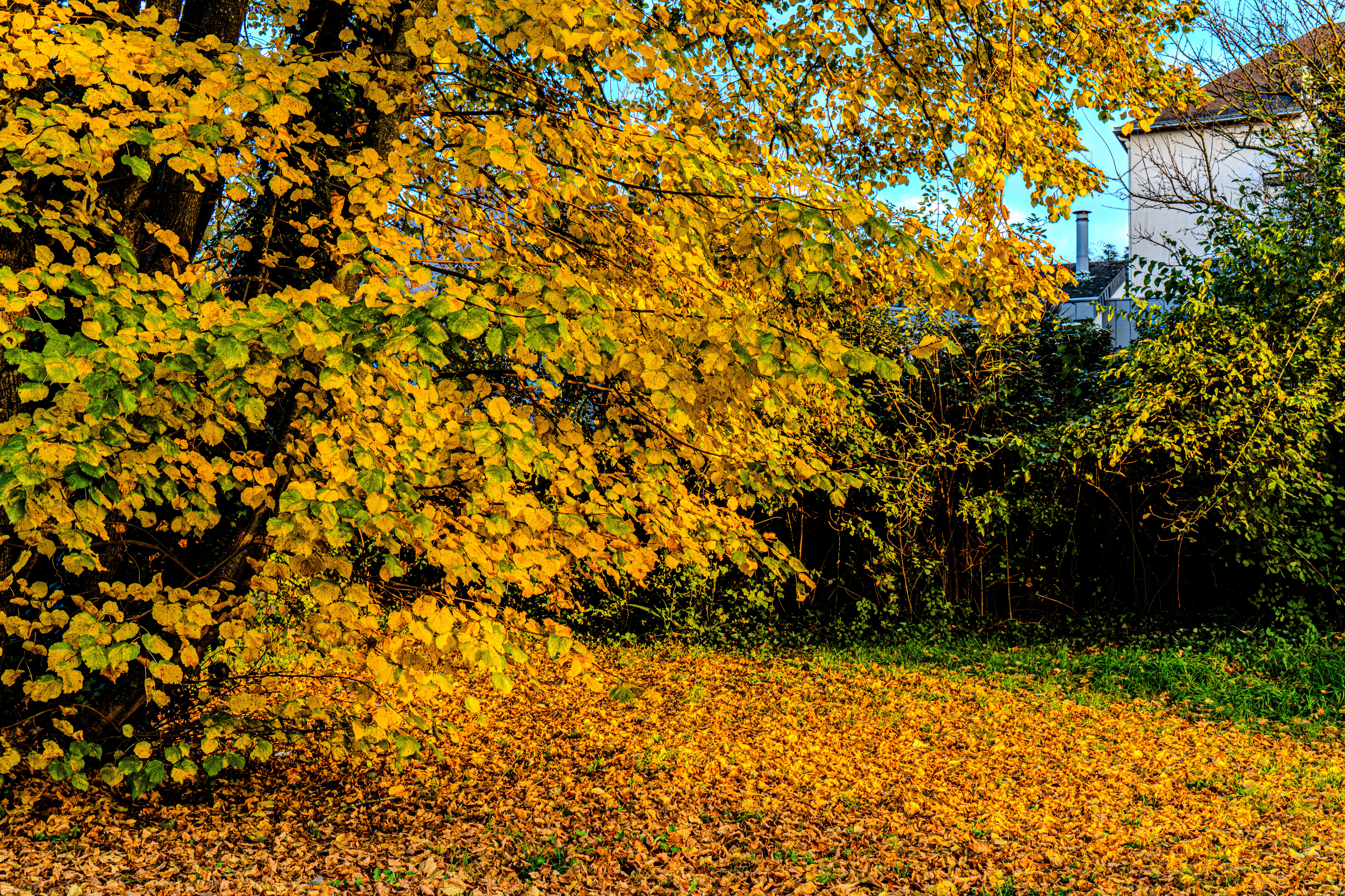 Autumn Foliage in Nantes, France · Free Stock Photo
