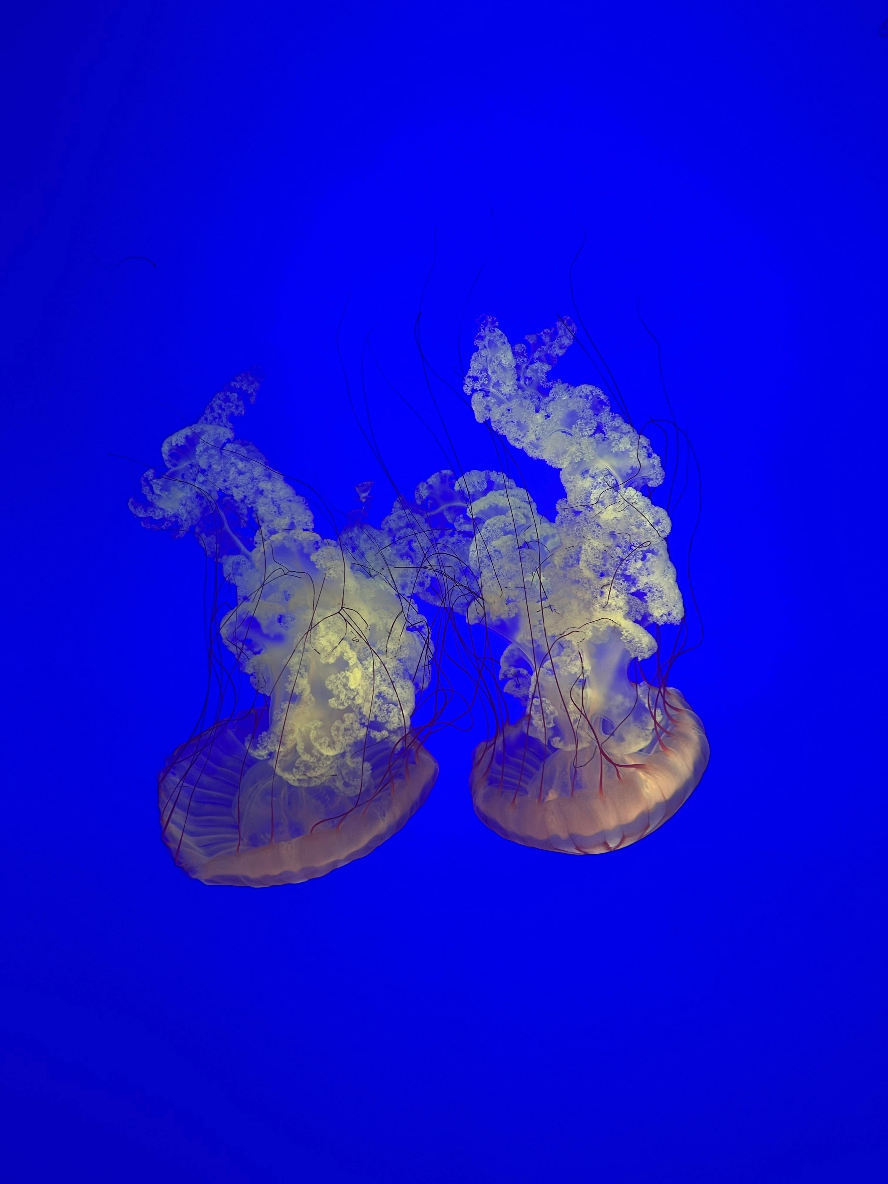 Mesmerizing Jellyfish Display in Blue Aquarium · Free Stock Photo