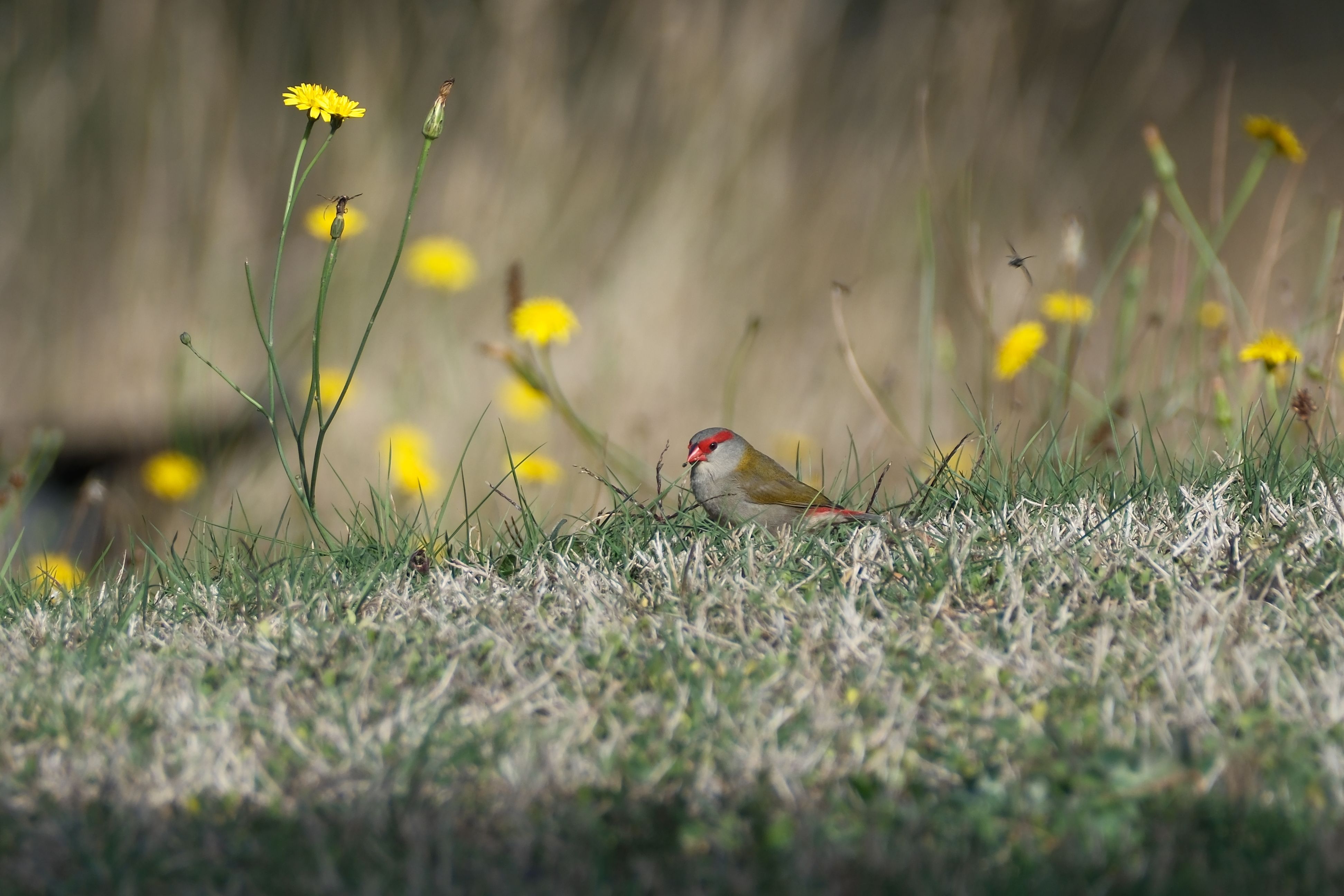 Bright Red-browed Finch in Grassland with Yellow Flowers · Free Stock Photo