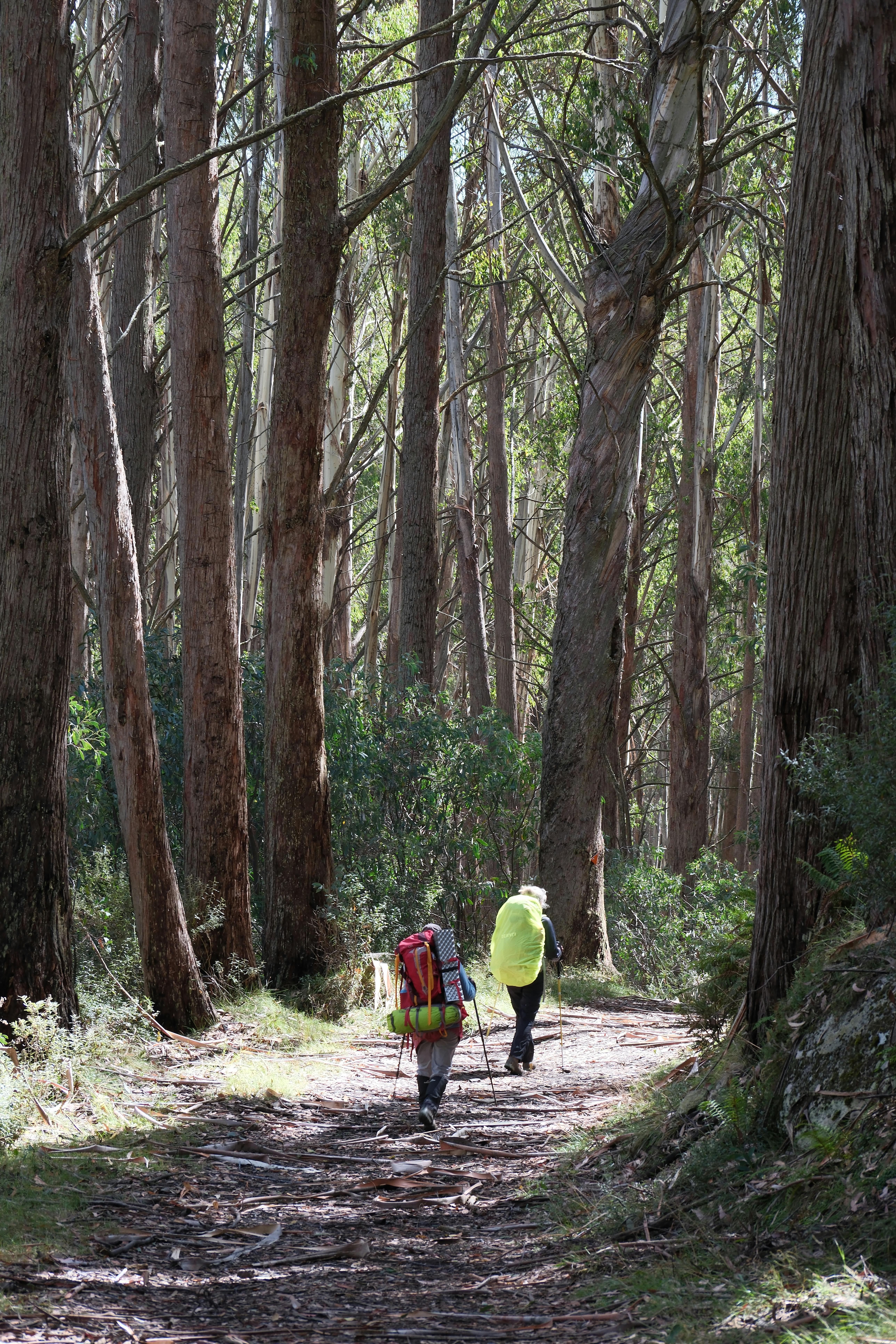 Bushwalking In Nature Photos, Download The BEST Free Bushwalking In ...