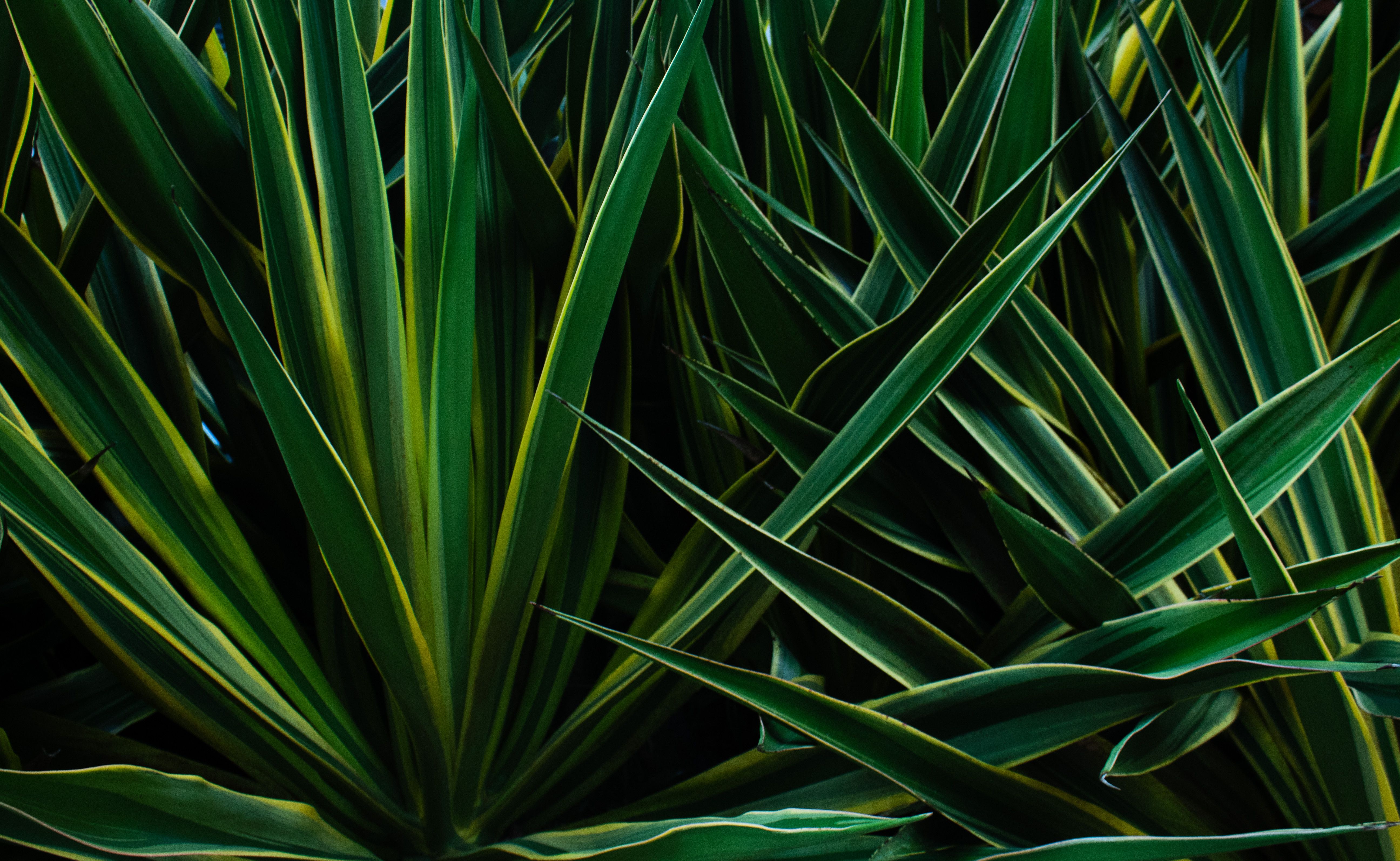 Vibrant Agave Plant Leaves in Colombia · Free Stock Photo