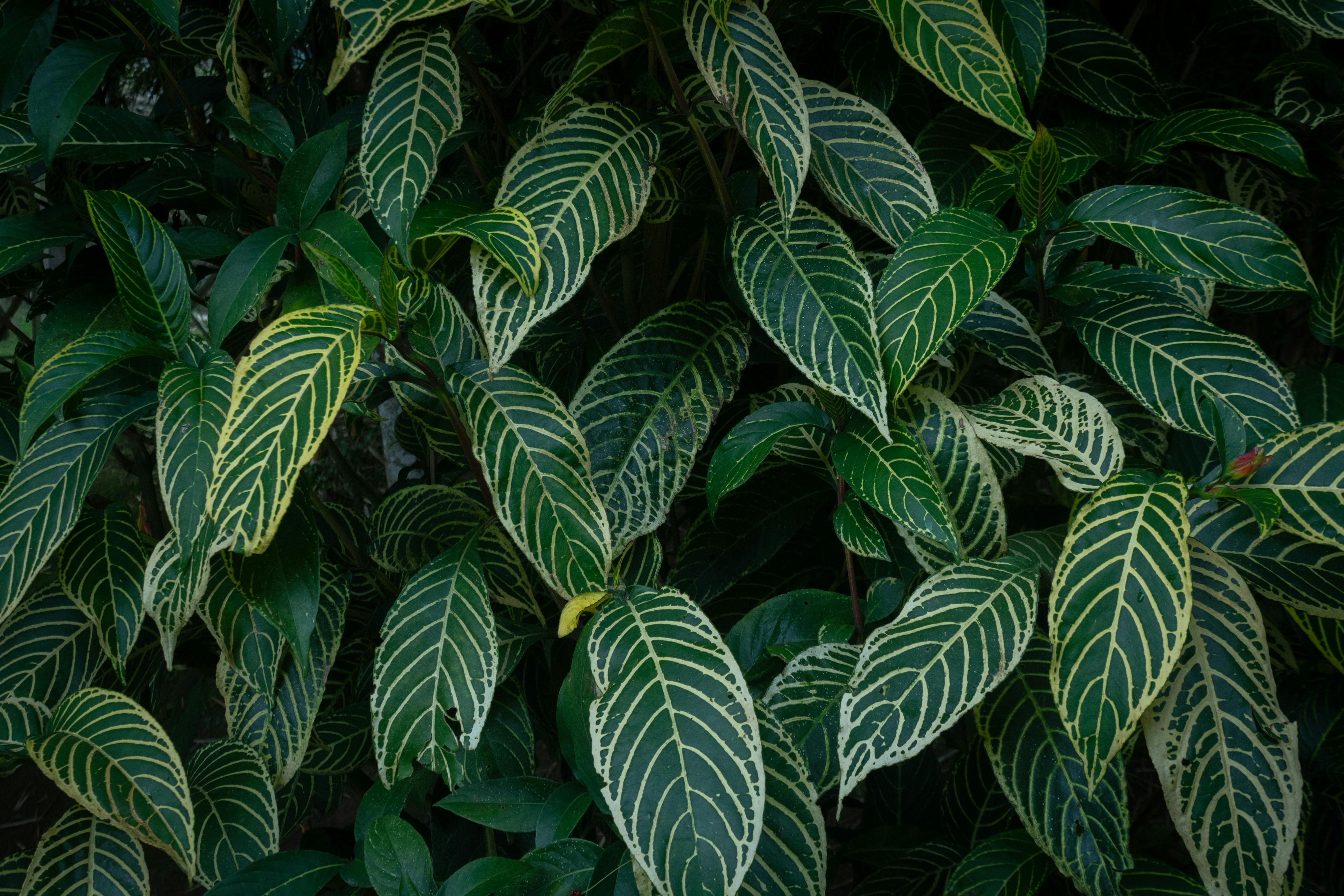 Lush Zebra Plant Foliage with Variegated Leaves · Free Stock Photo