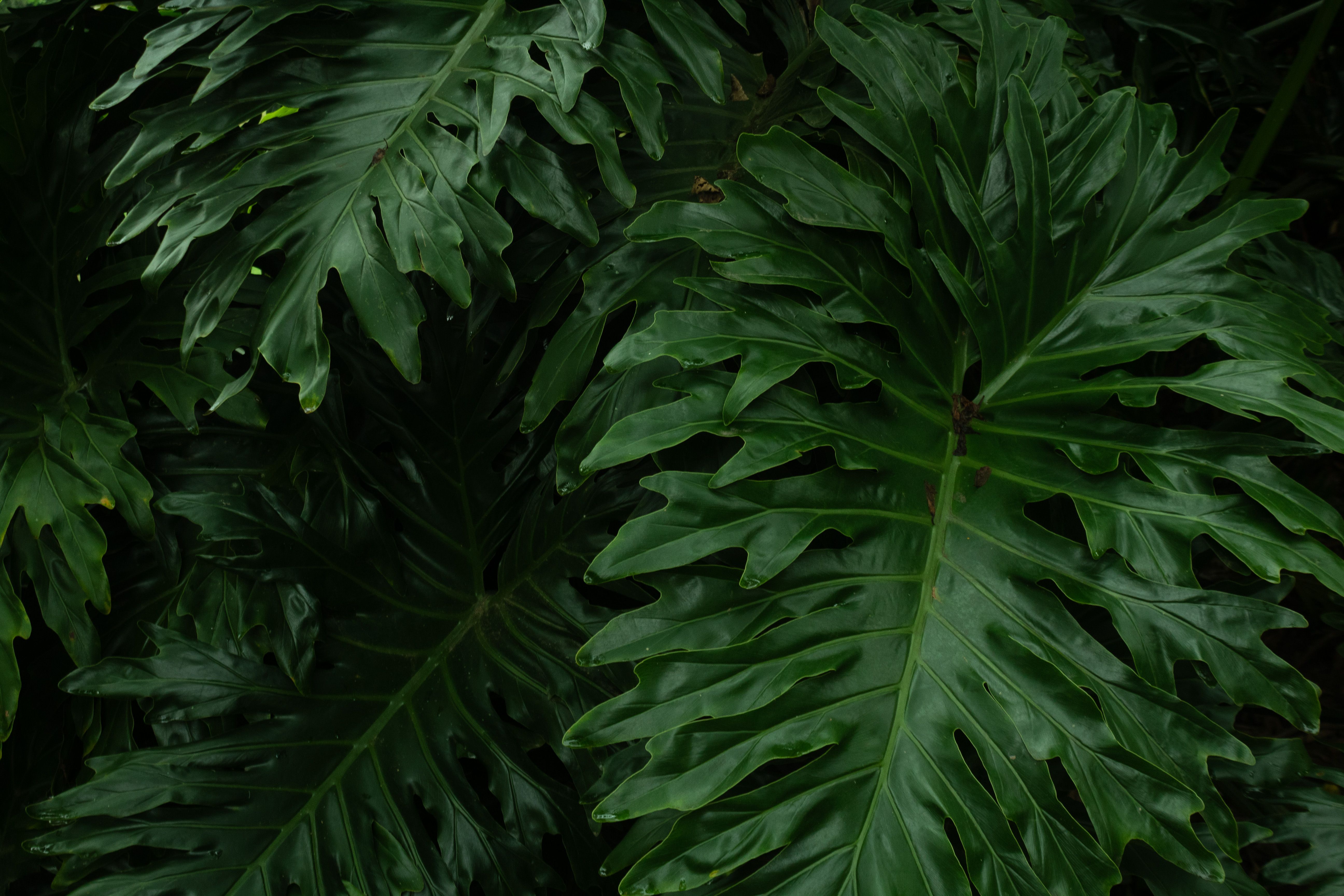 Saddle Leaf Philodendron Photos, Download The BEST Free Saddle Leaf ...