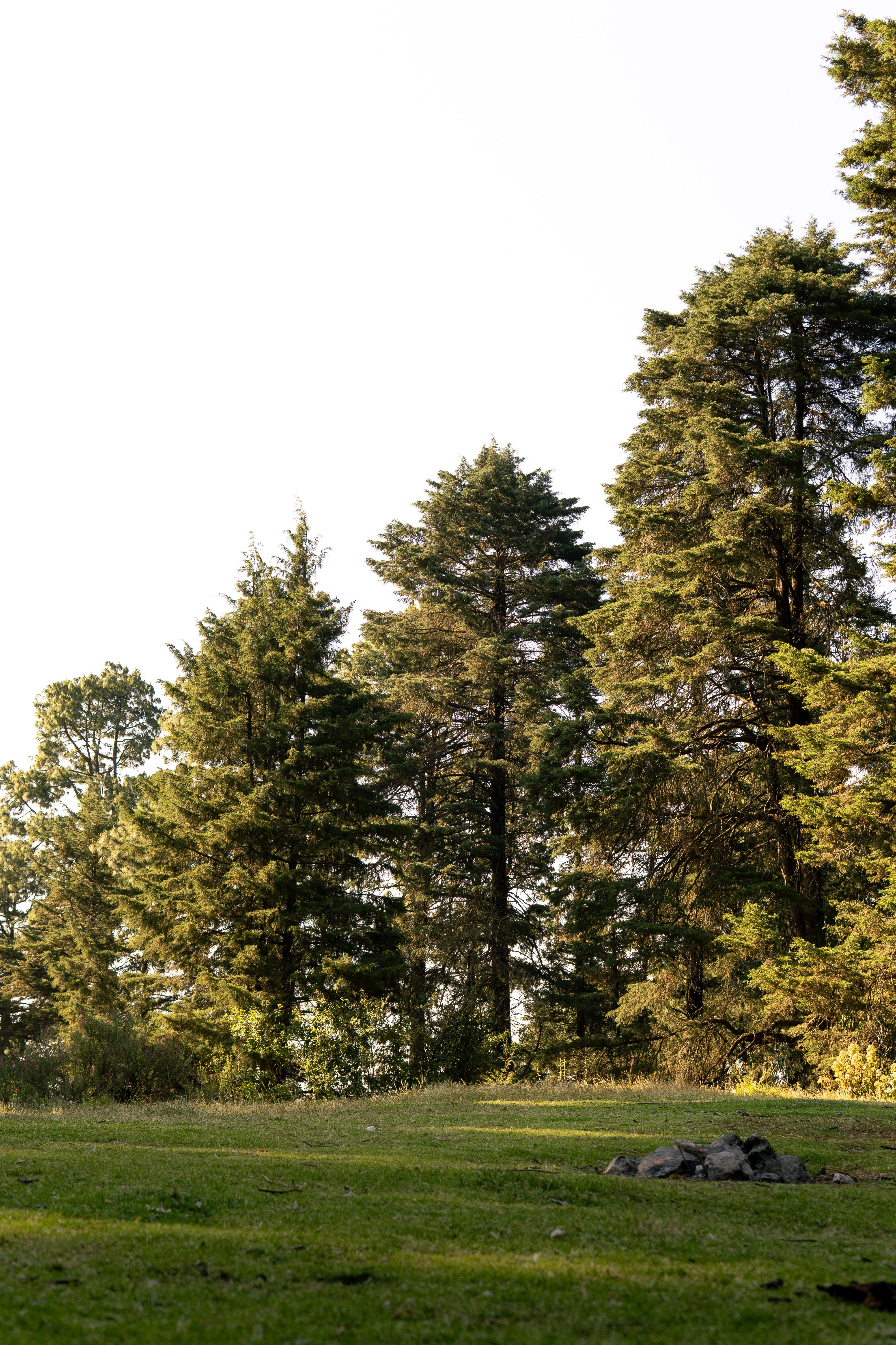 Tranquil Pine Forest with Open Sky · Free Stock Photo