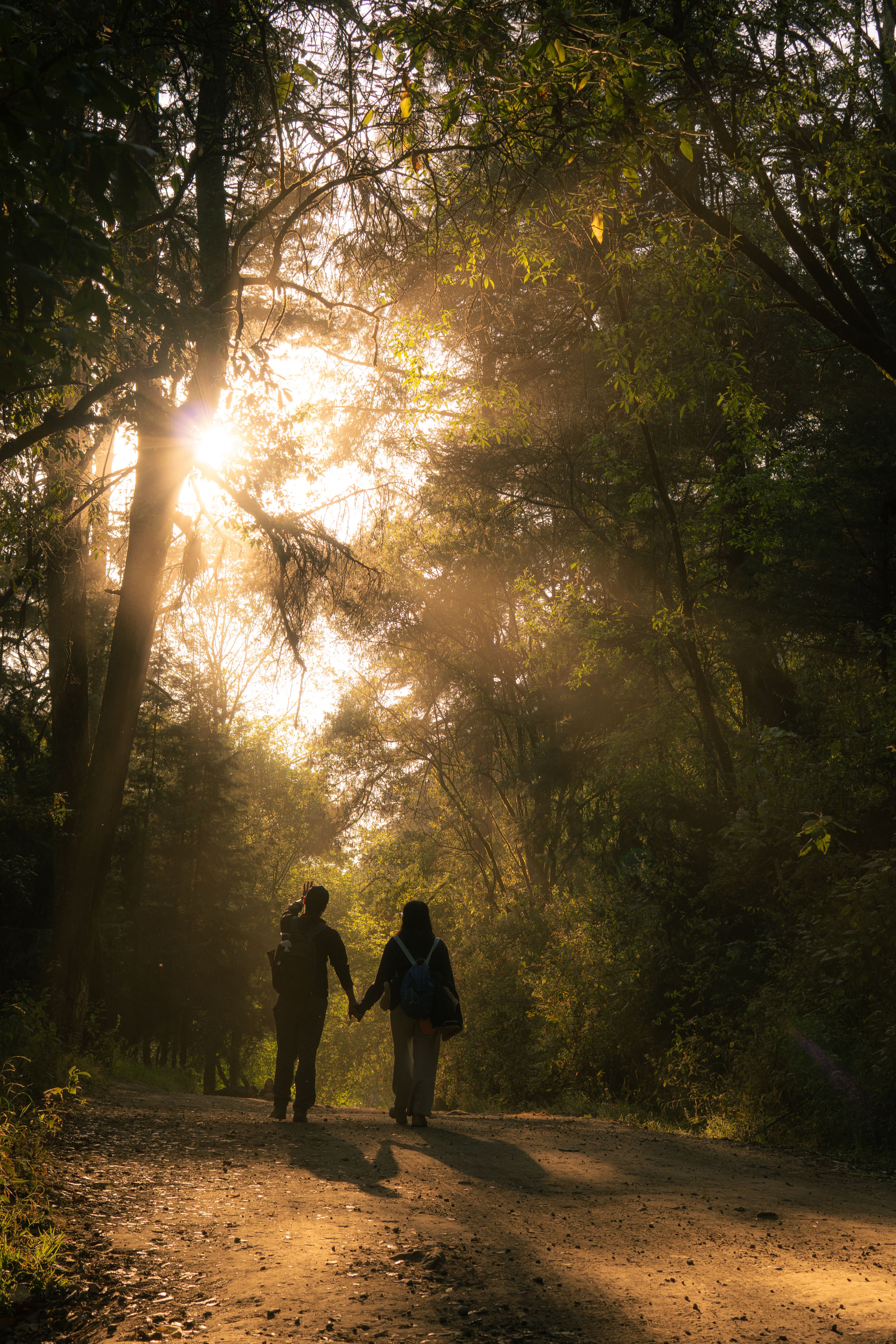Romantic Walk Through Sunlit Forest Trail · Free Stock Photo