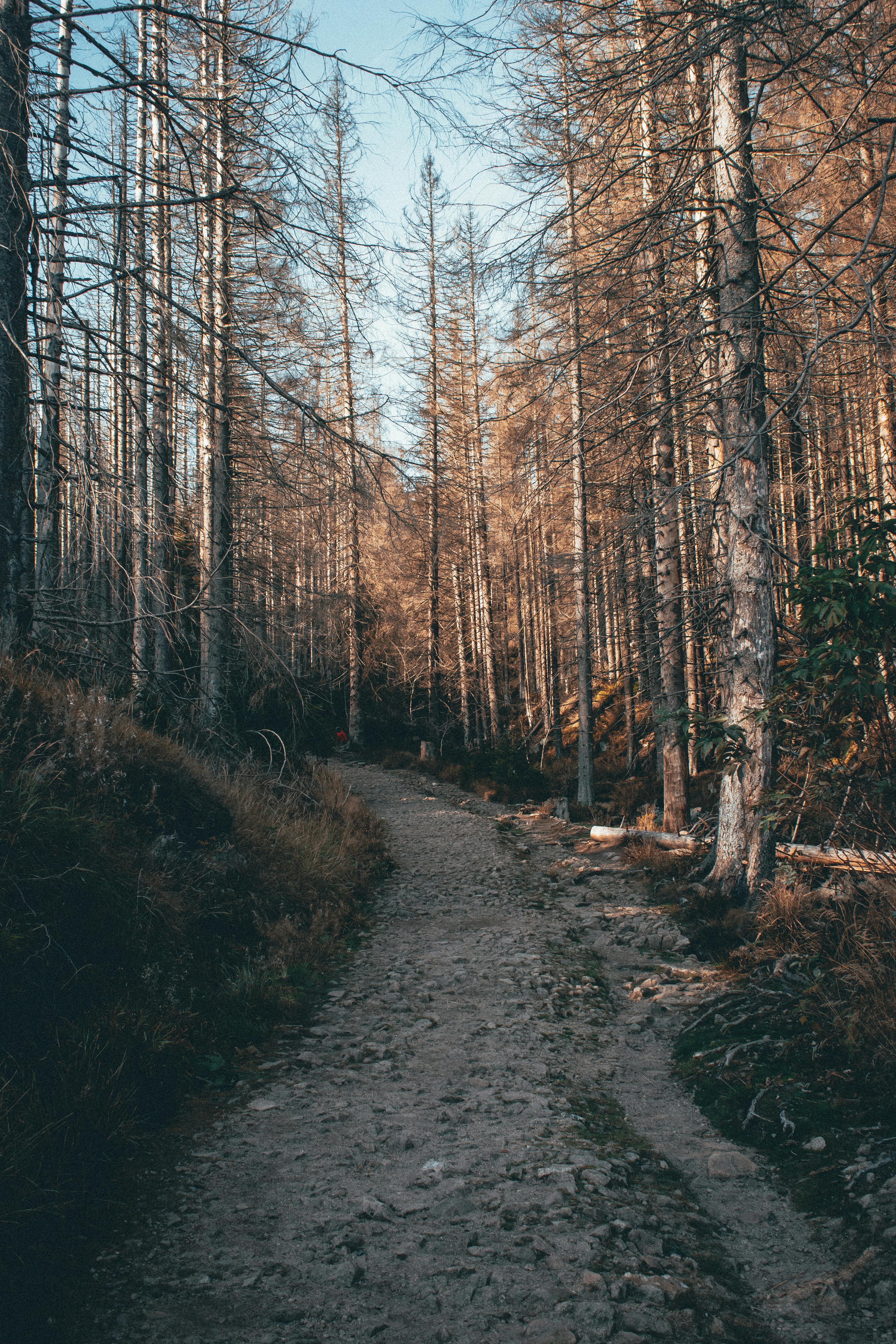 Narrow pathway in forest with leafless trees · Free Stock Photo