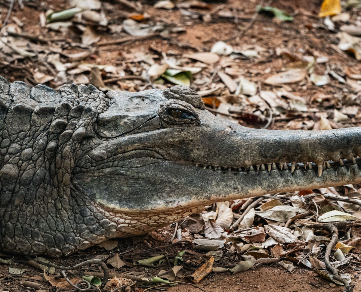 Crocodile Photos, Download The BEST Free Crocodile Stock Photos & HD Images
