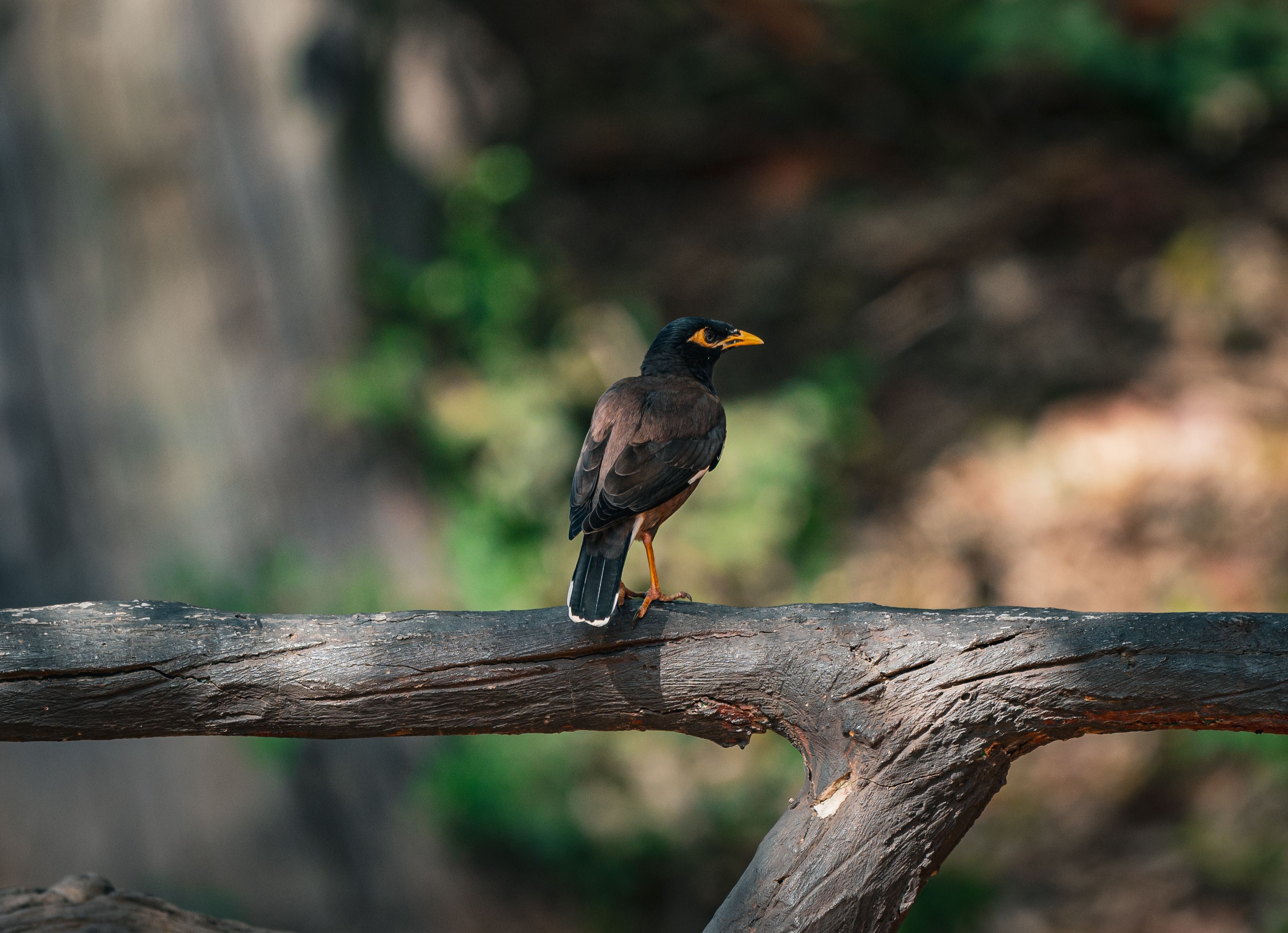 Images Of Birds Photos, Download The BEST Free Images Of Birds Stock ...