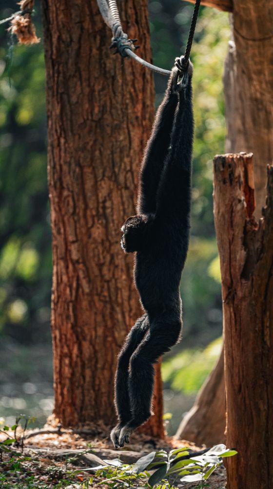 1,000+ Best Monkey Images · 100% Free Download · Pexels Stock Photos
