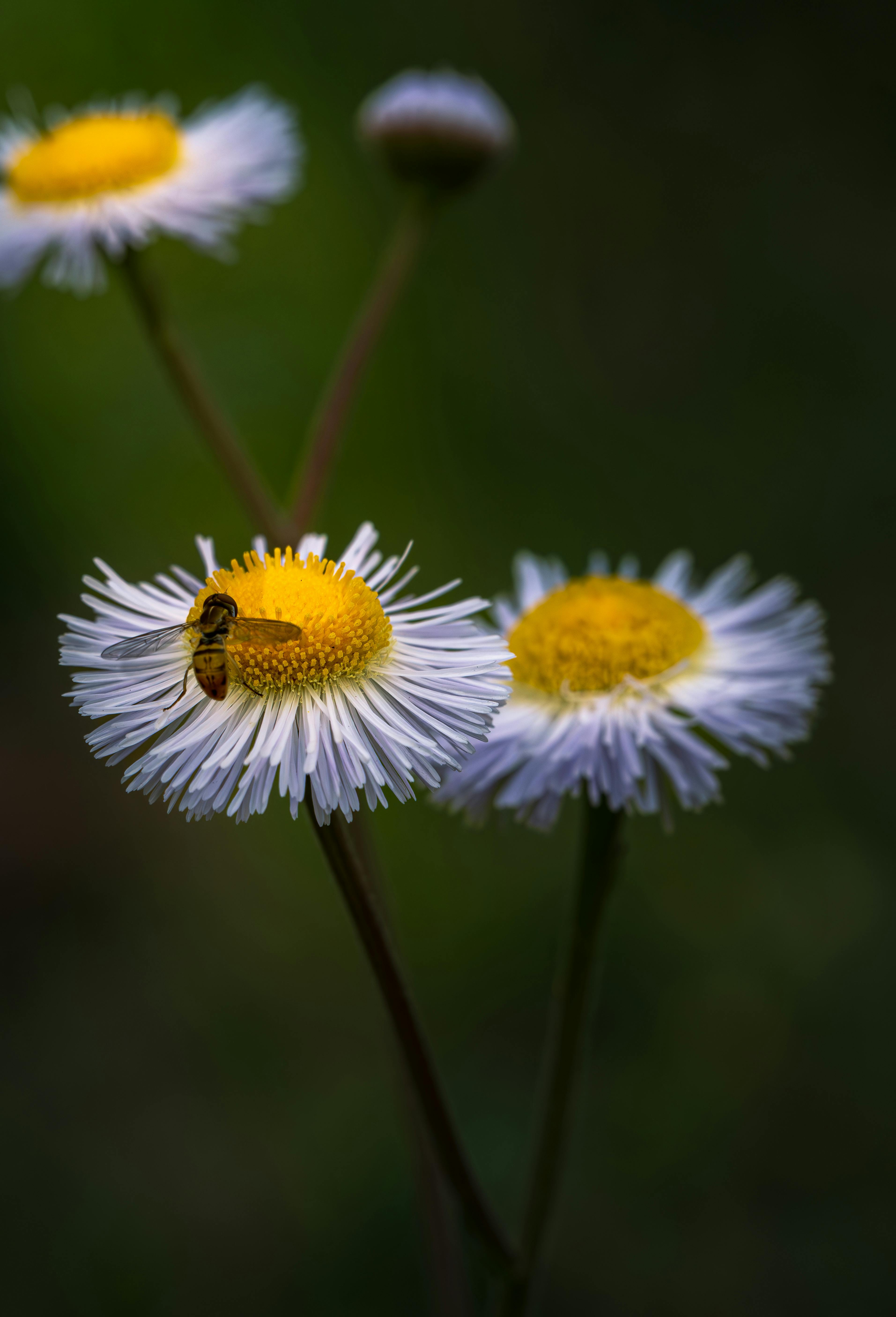 Bee Pollinating Daisies in Florida Garden Close-Up · Free Stock Photo