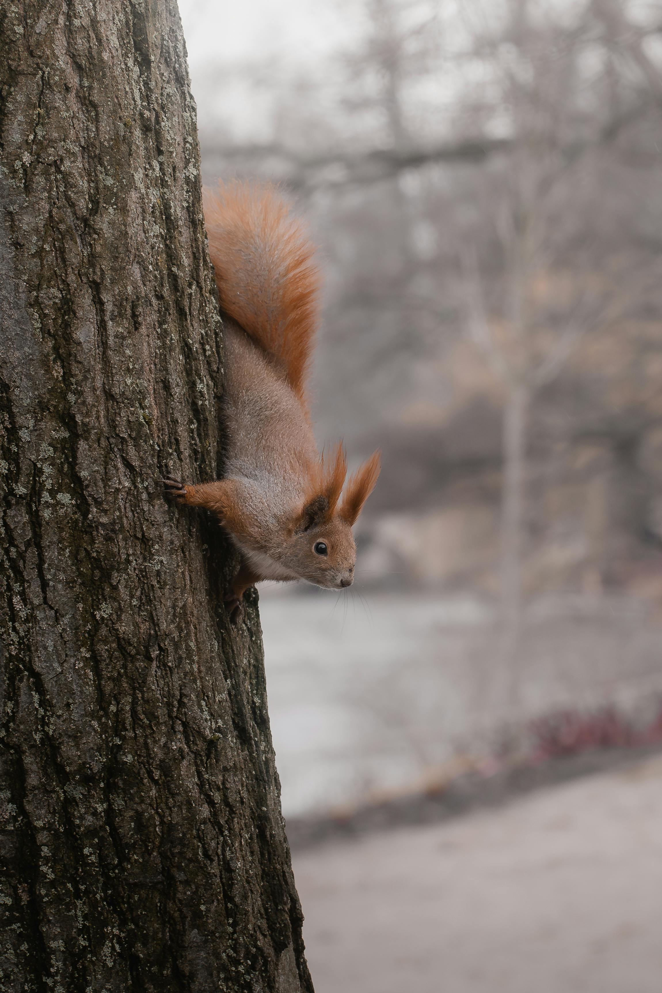 Red Squirrel Climbing Down Tree in Woodland · Free Stock Photo