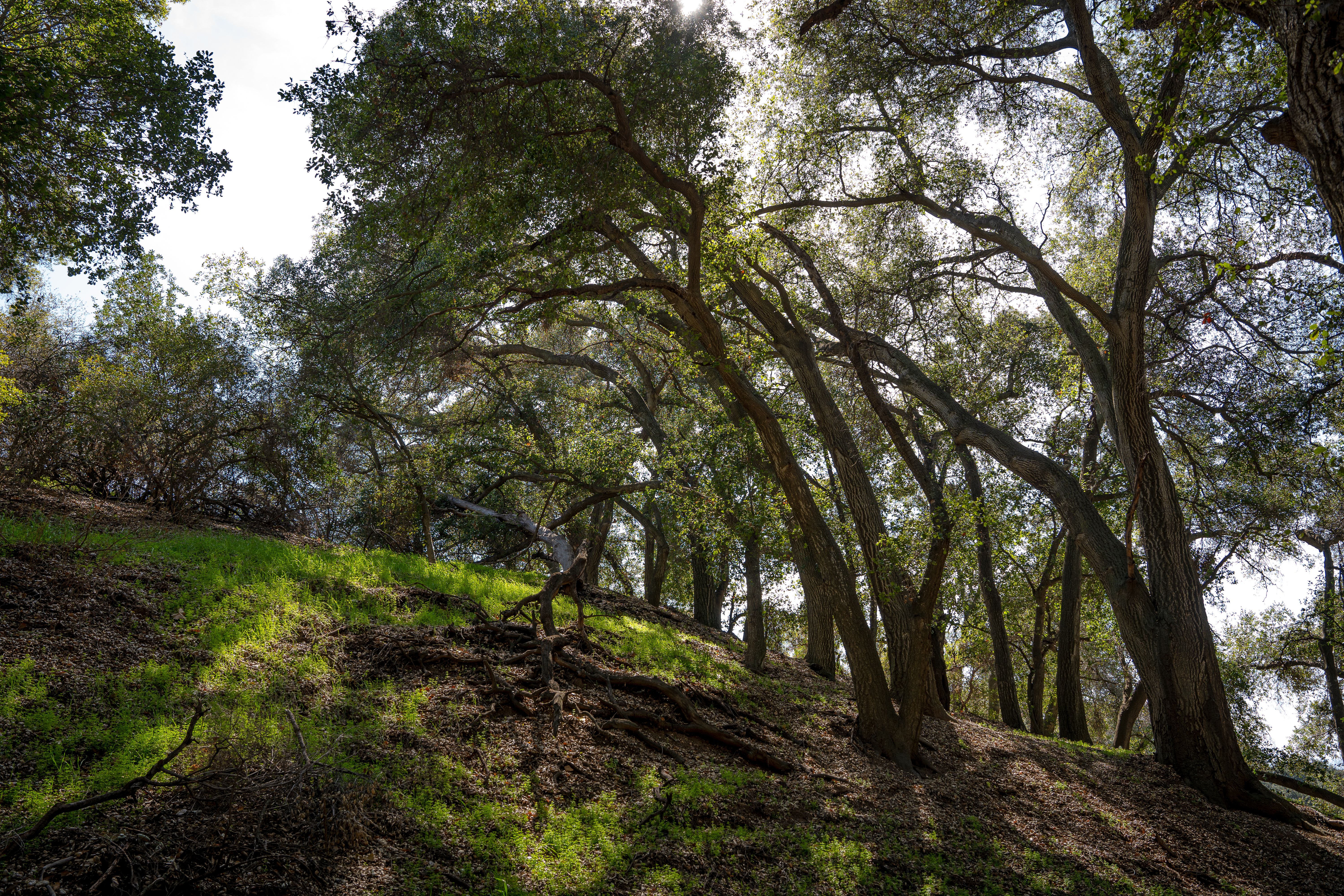 Serene Oak Trees Under Sunlight in Yucaipa Forest · Free Stock Photo