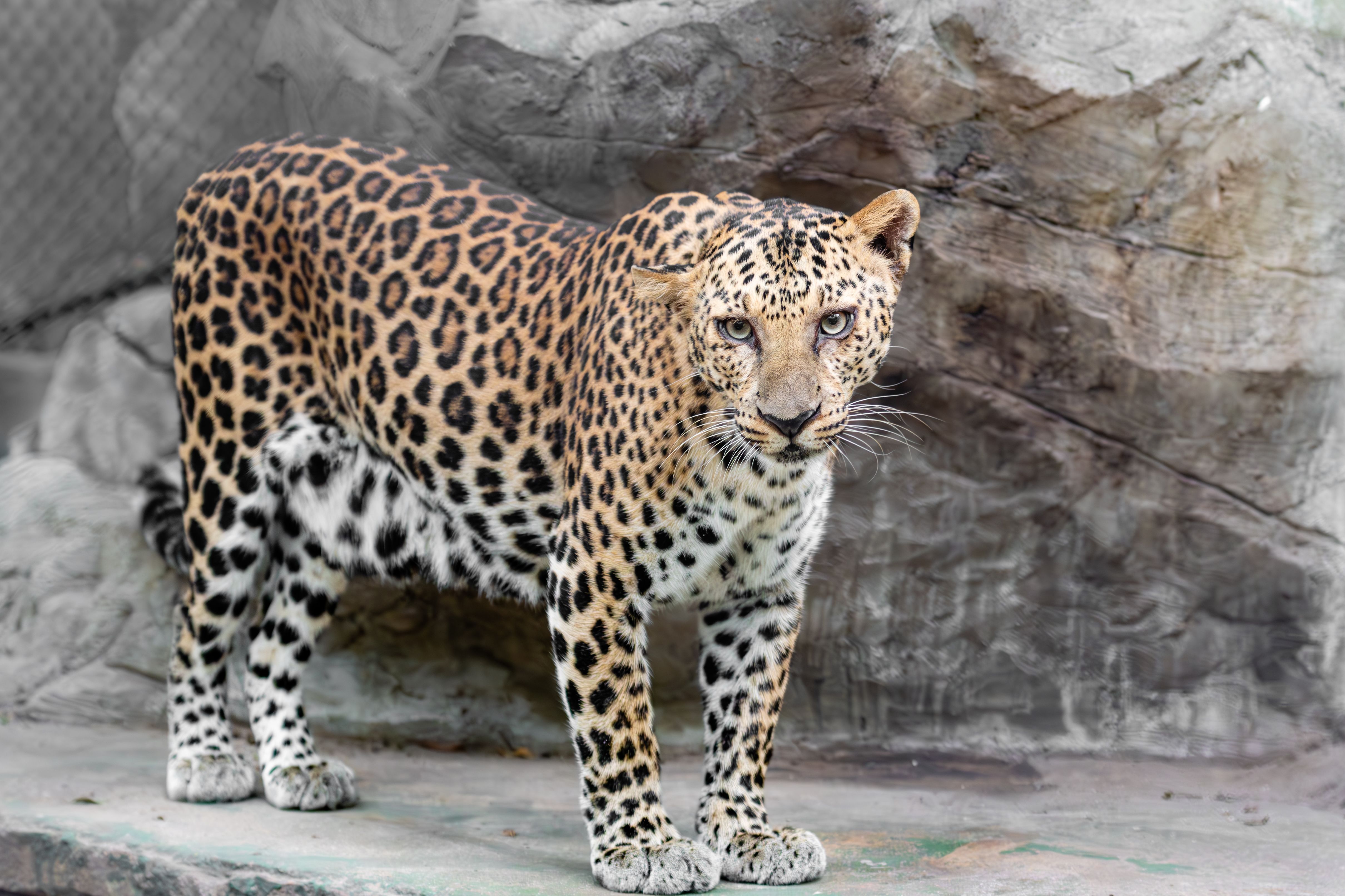 Majestic Leopard in a Natural Rock Habitat · Free Stock Photo