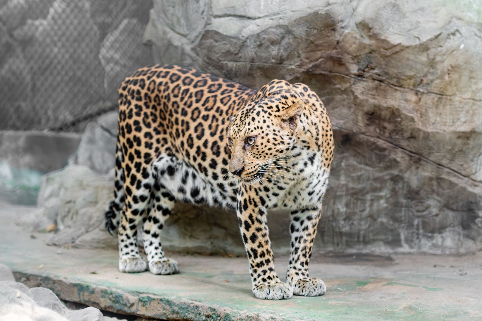 10,000+ Best Leopard Photos · 100% Free Download · Pexels Stock Photos