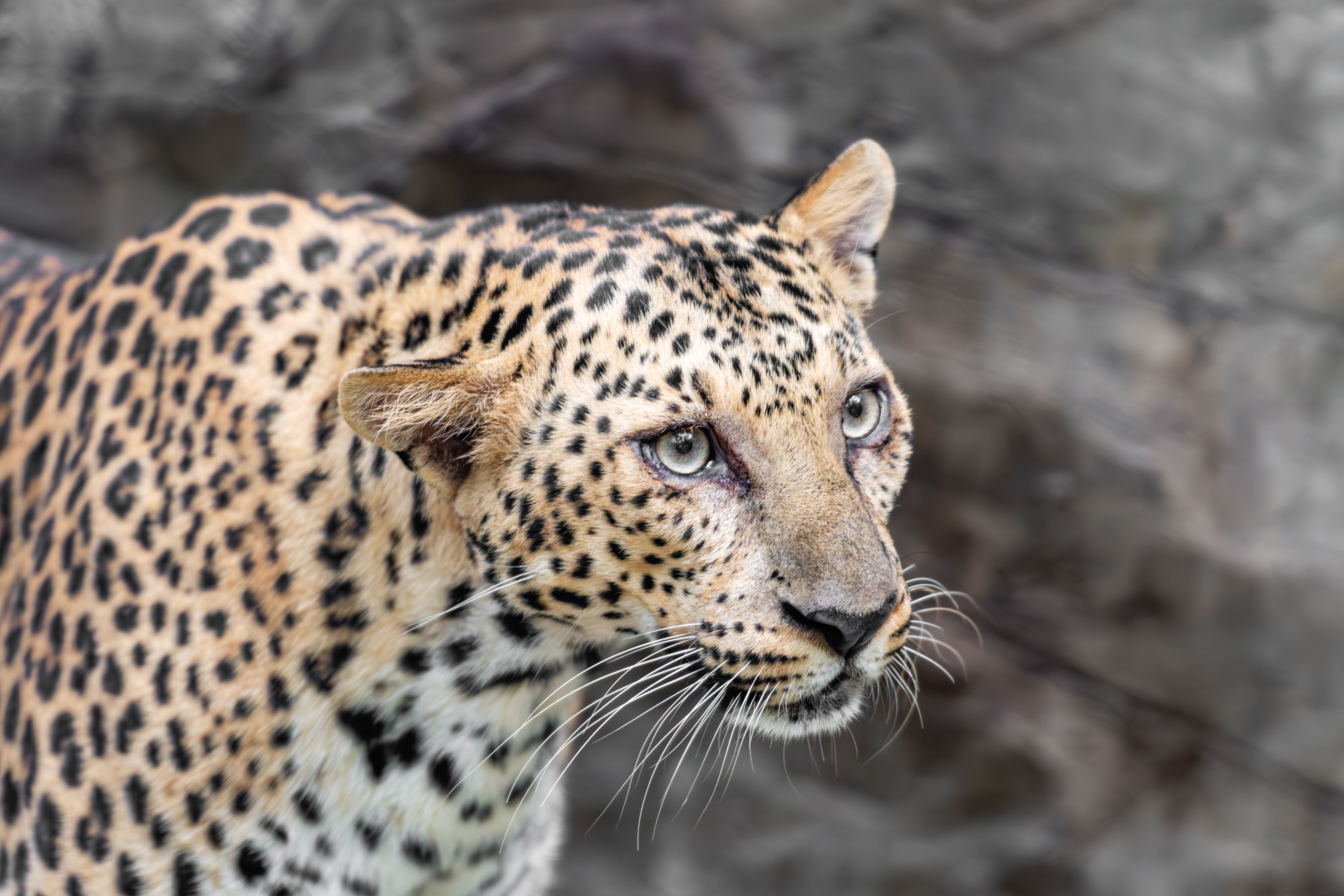 Gepard Leopard Photos, Download The BEST Free Gepard Leopard Stock ...