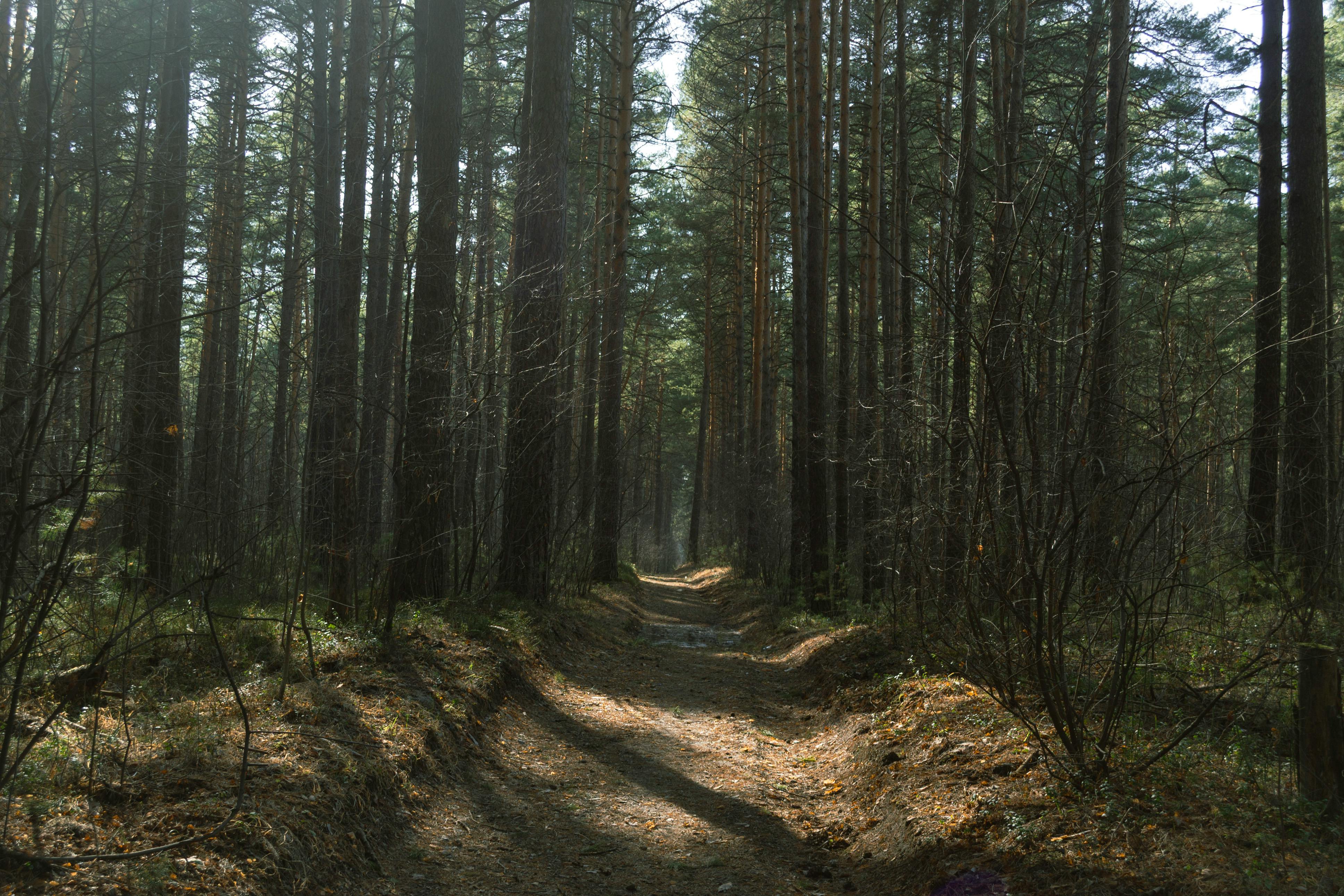 Serene Forest Path in Tall Pine Woods · Free Stock Photo