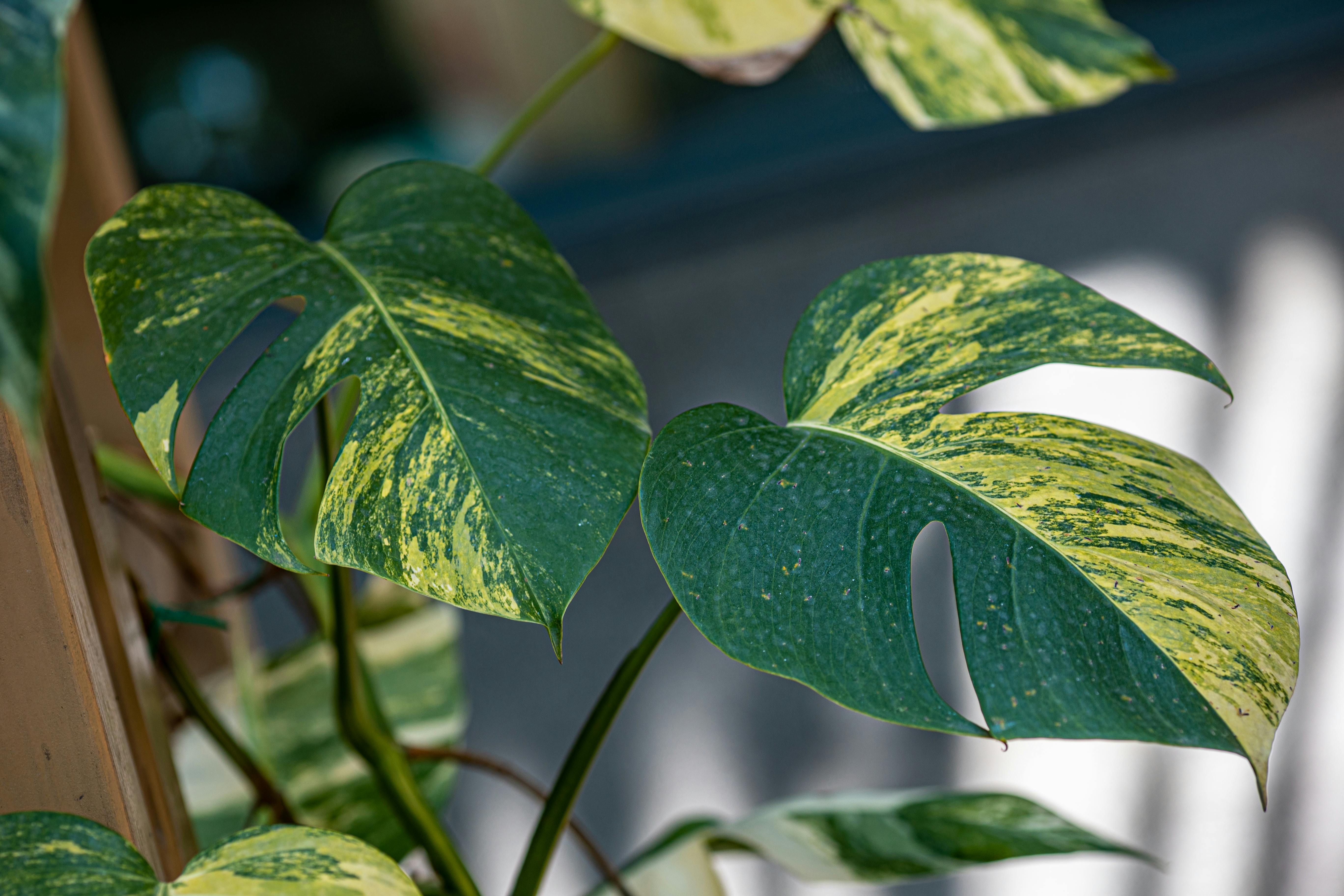Close-up of Variegated Monstera Leaves · Free Stock Photo
