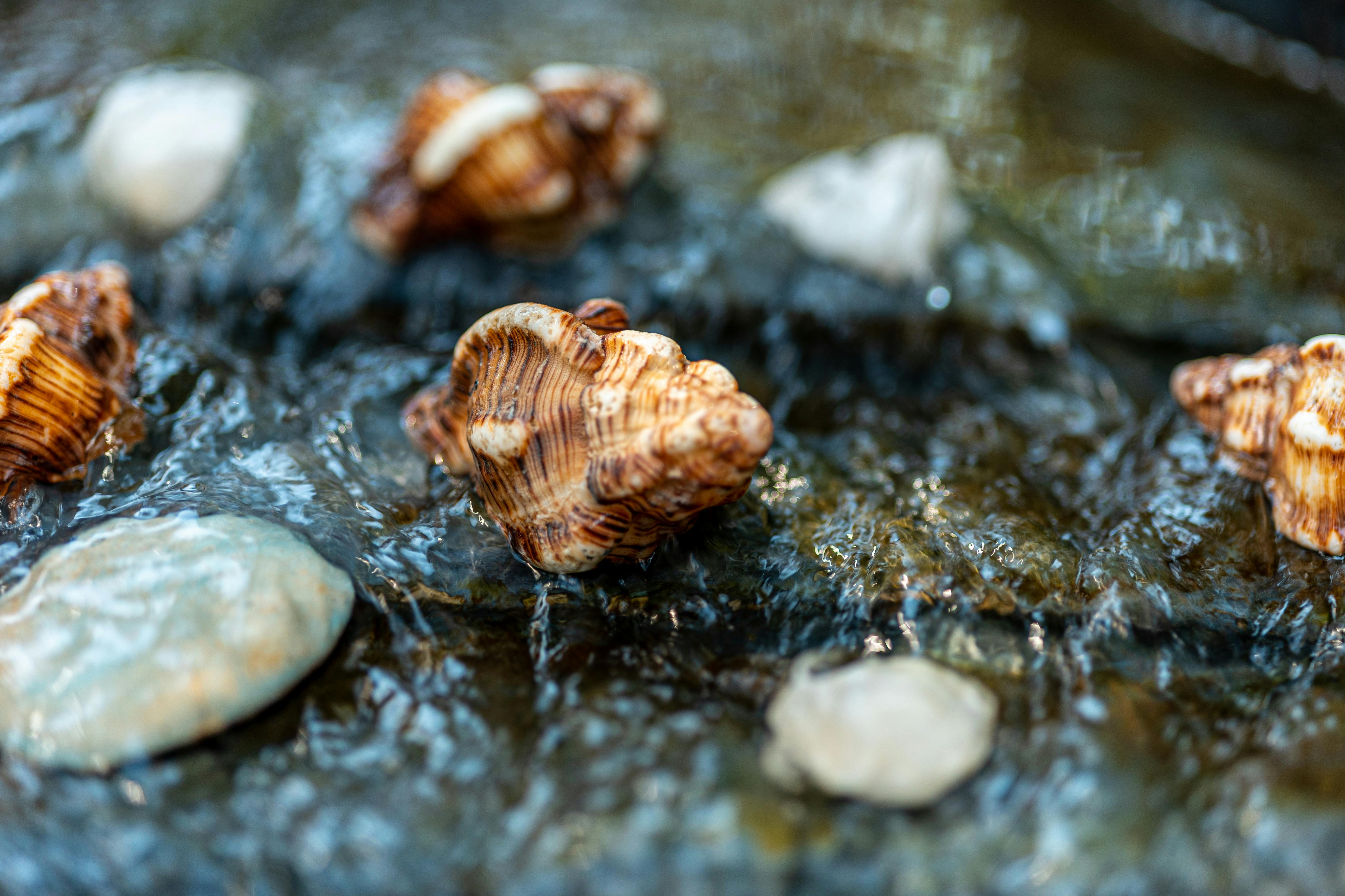 Capiz Shell Photos, Download The BEST Free Capiz Shell Stock Photos ...