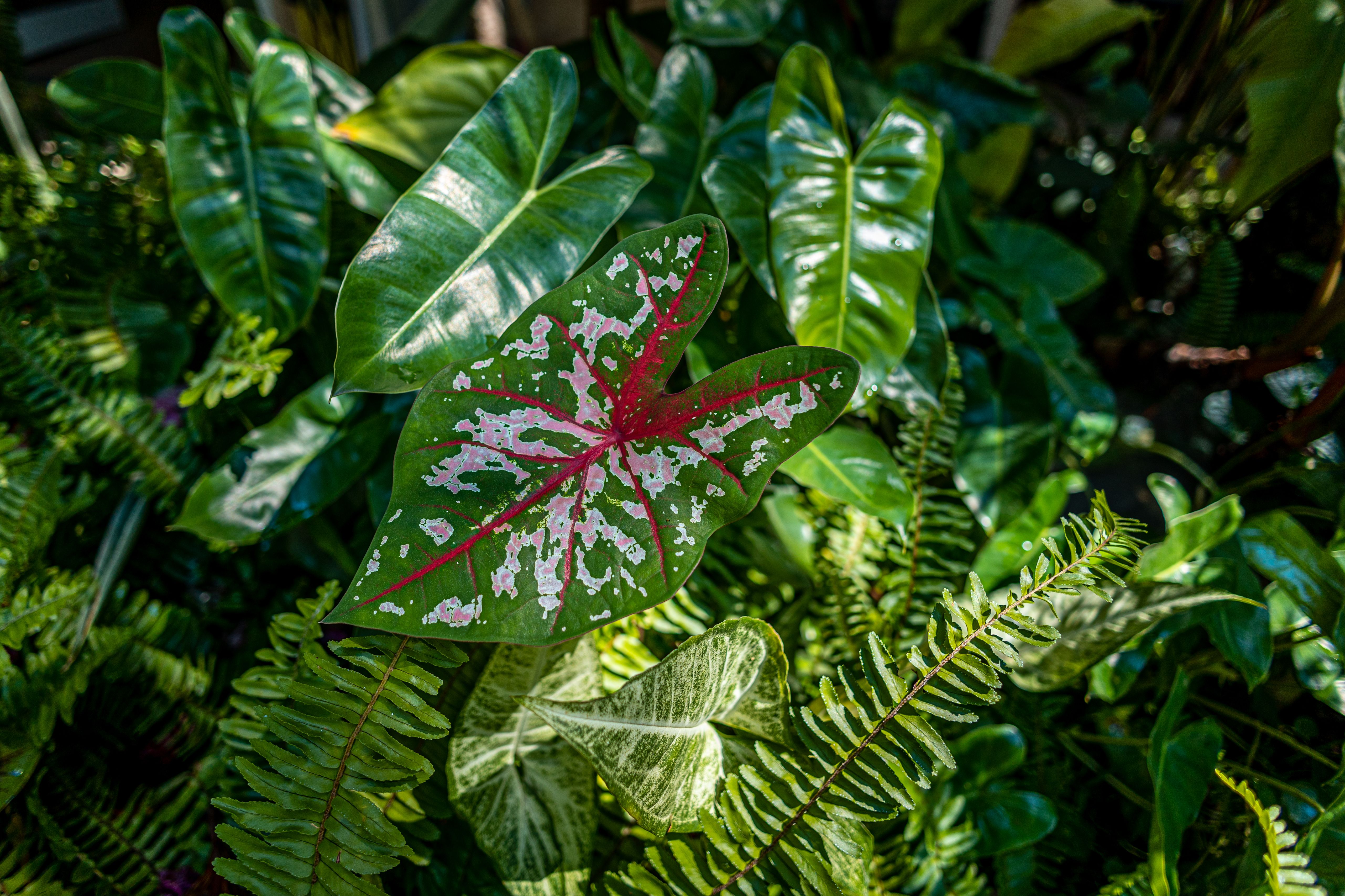 Tropical Foliage with Vibrant Caladium Leaf · Free Stock Photo
