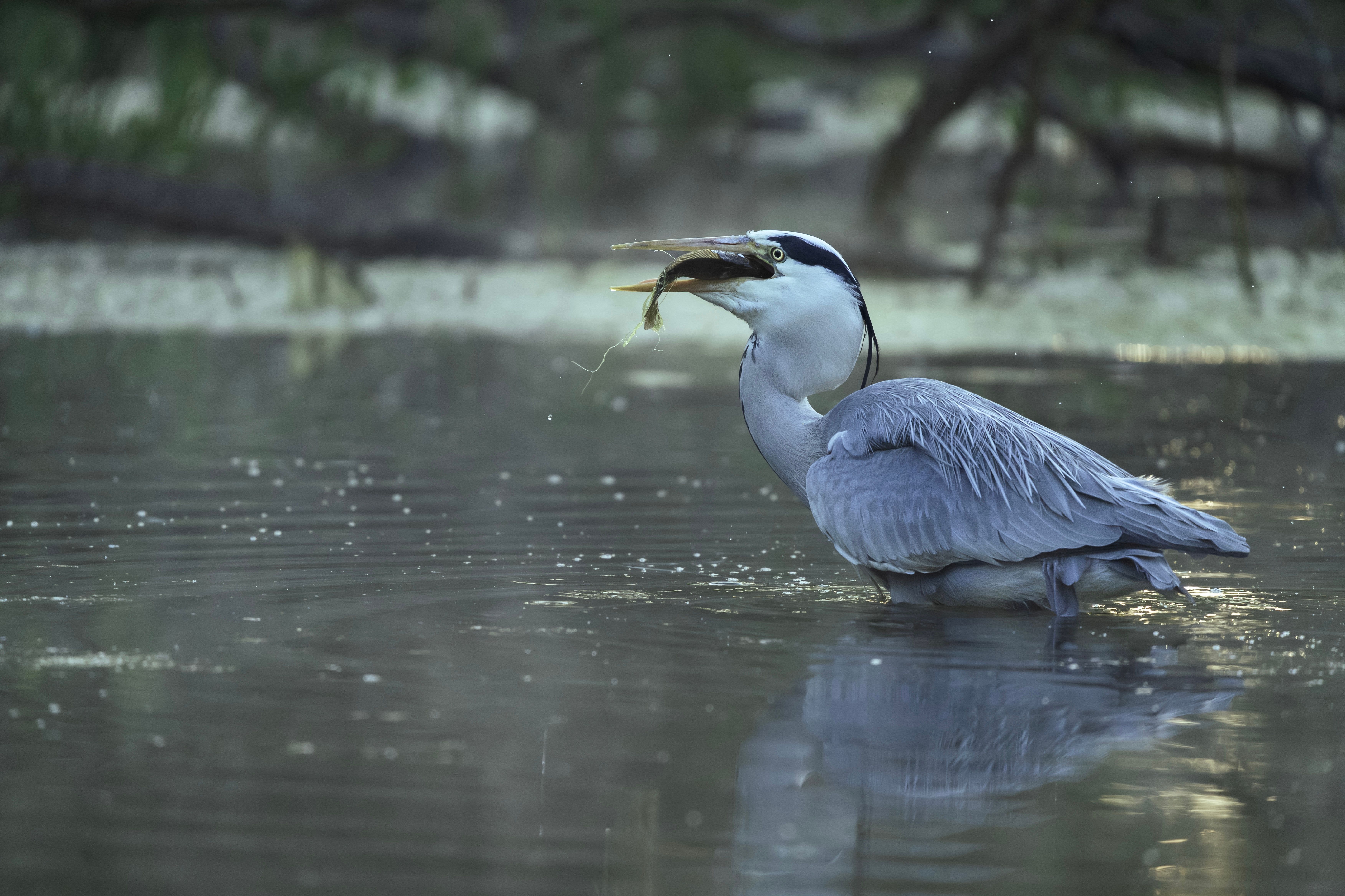 Explore Ukraine Wildlife and Its Unique Habitats Naturally