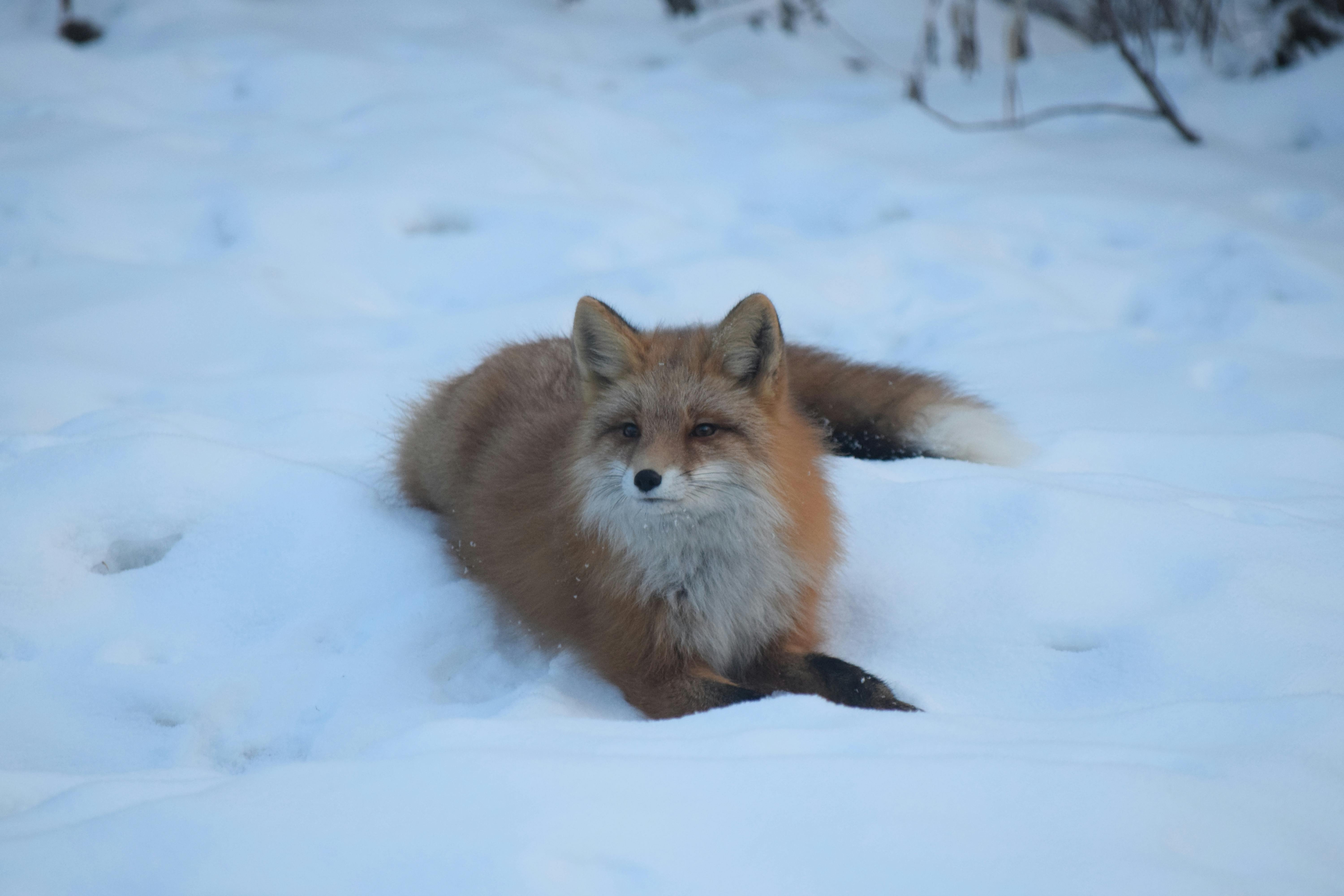 Wild Red Fox Resting in Snowy Anchorage Landscape · Free Stock Photo