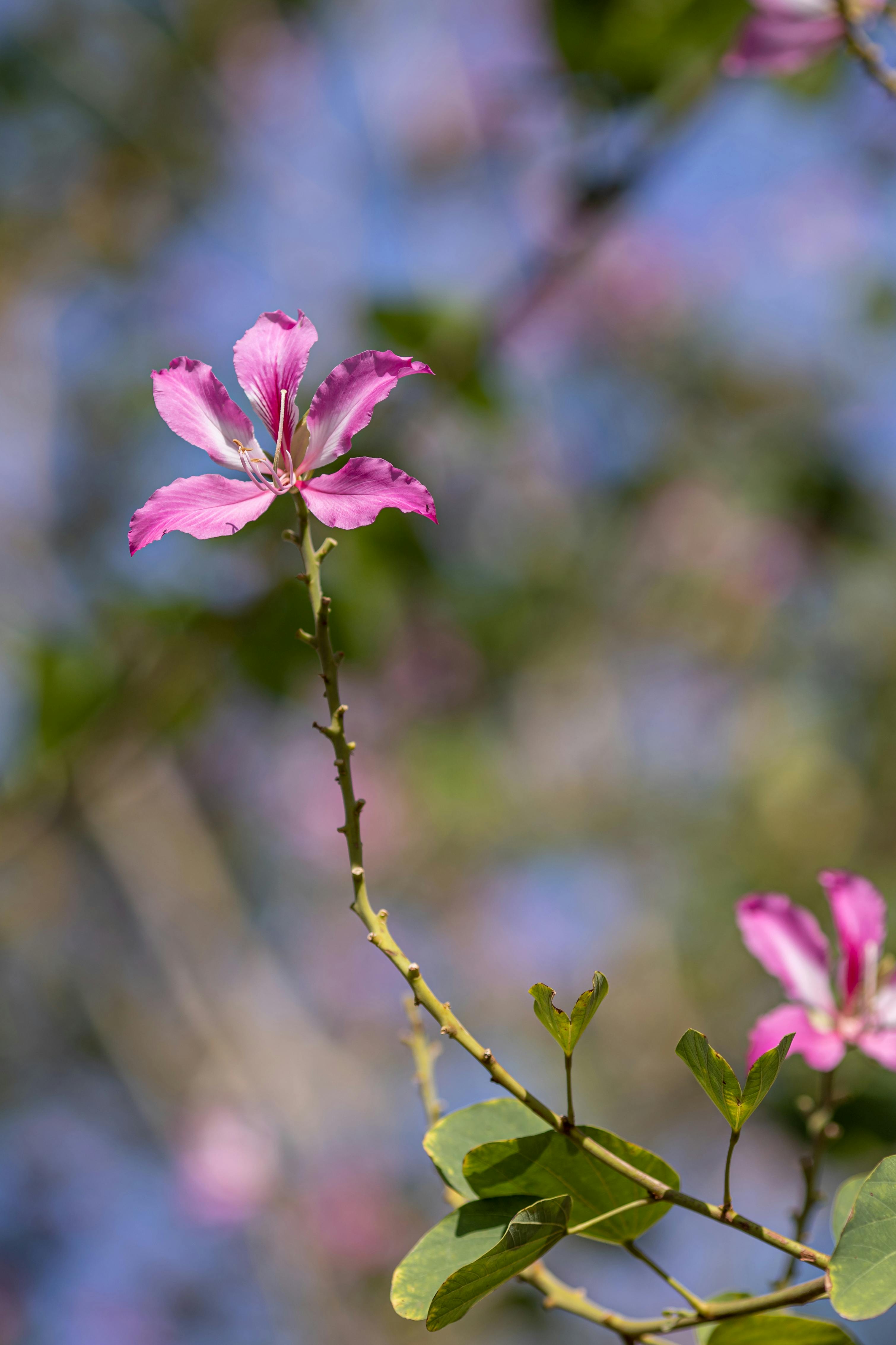 Flower Bookey Photos, Download The BEST Free Flower Bookey Stock Photos ...