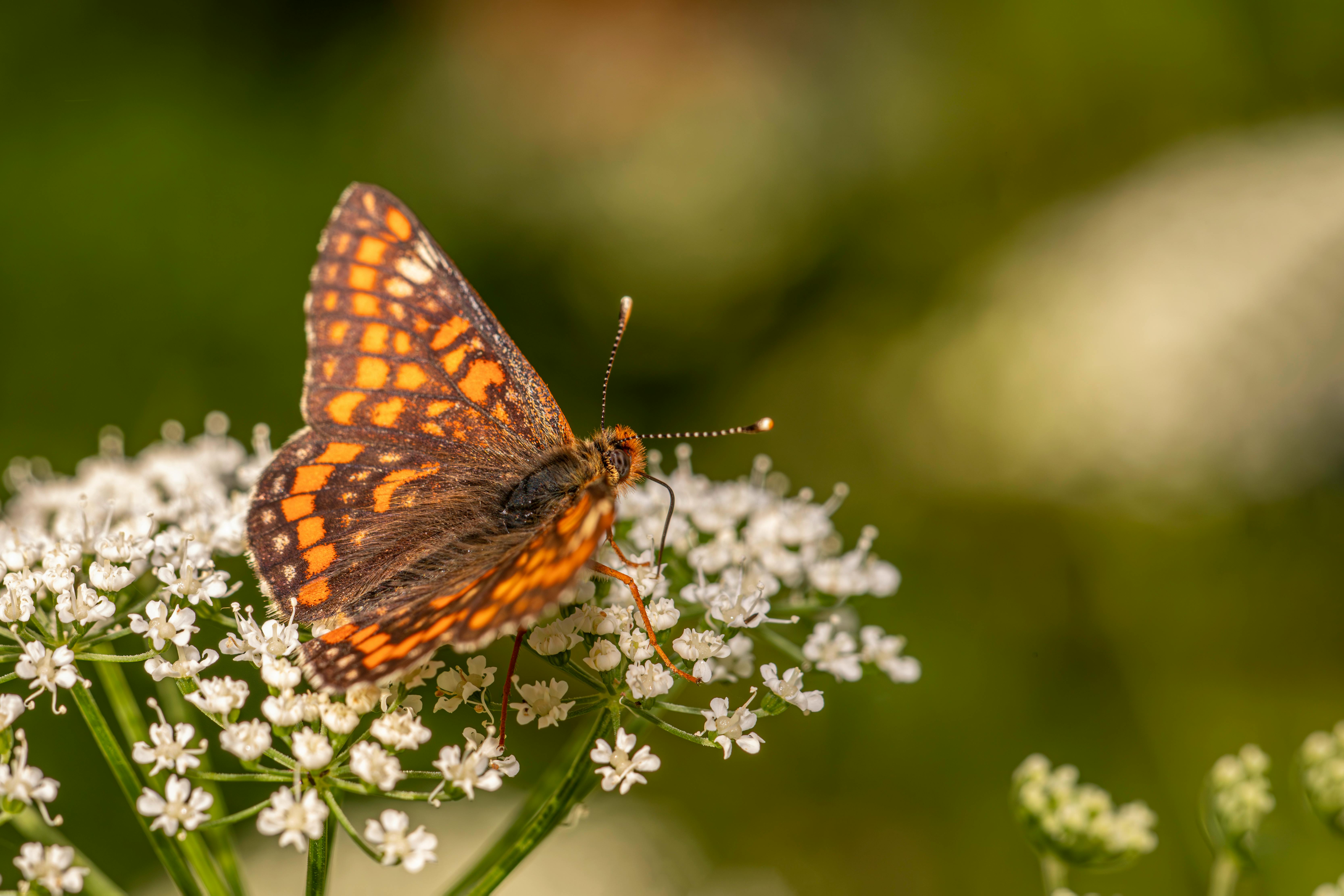 Butterfly Flying Photos, Download The BEST Free Butterfly Flying Stock ...