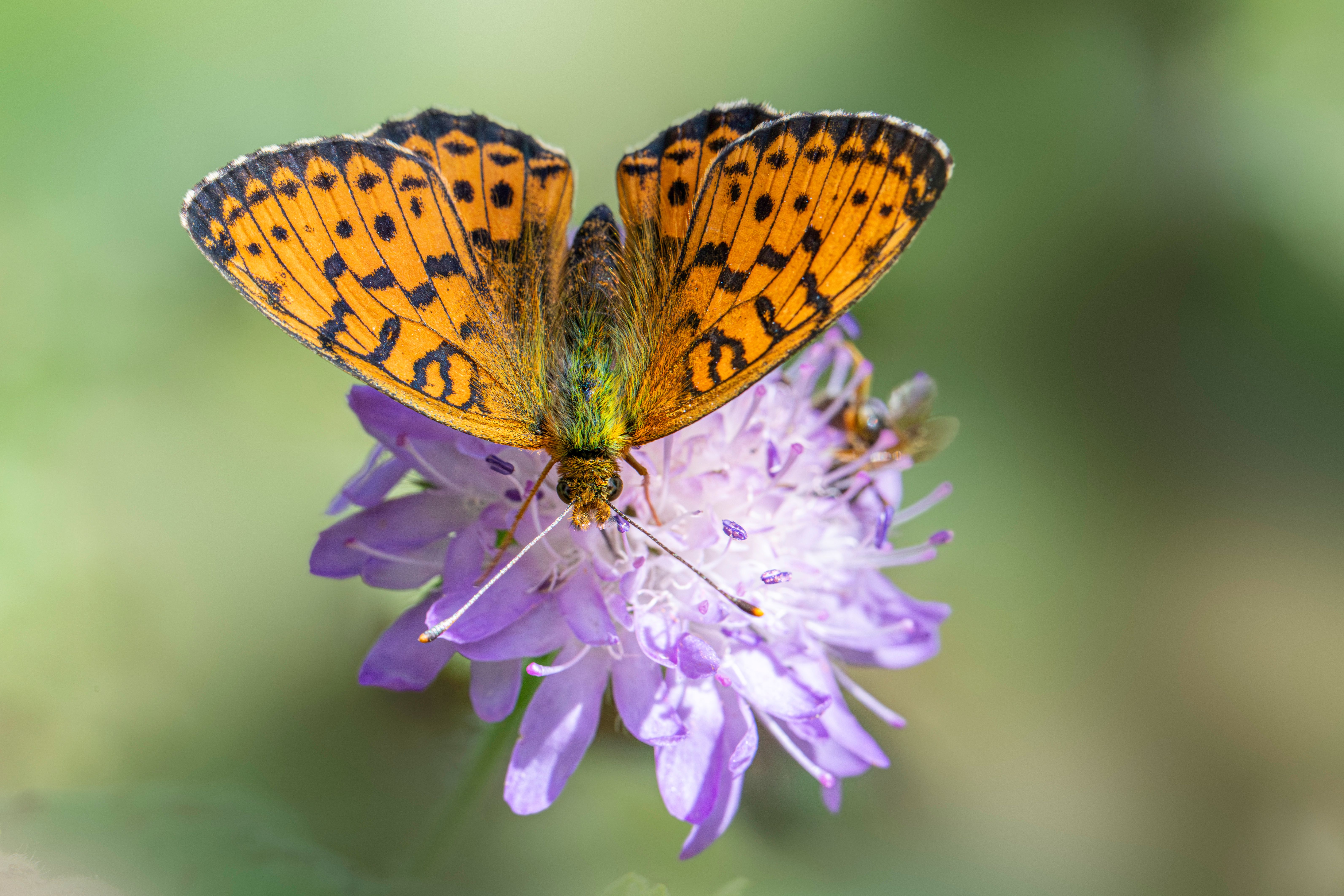 Vibrant Lesser Marbled Fritillary on Purple Flower · Free Stock Photo