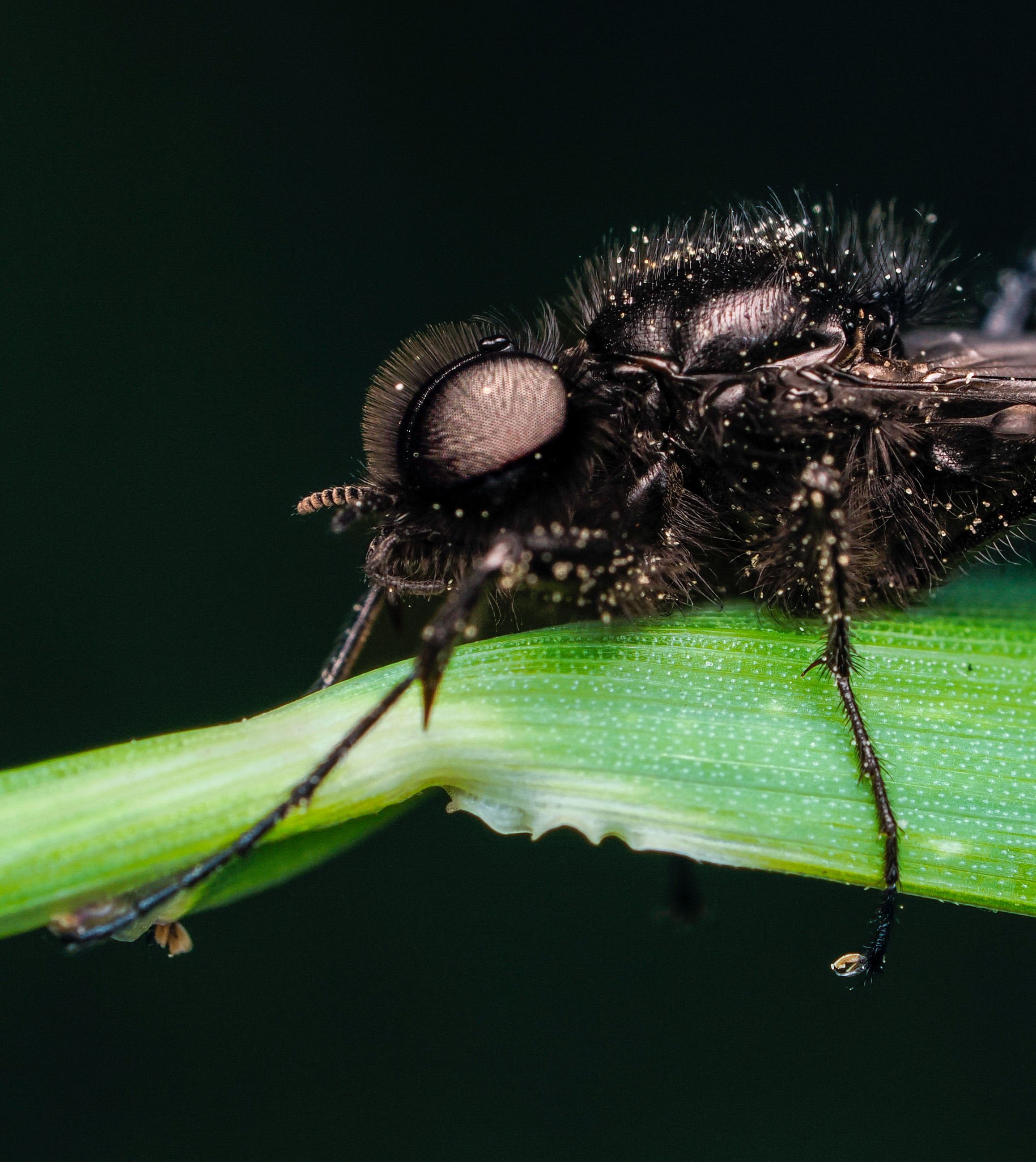 Macro Shot of a Hairy Fly on Green Leaf · Free Stock Photo