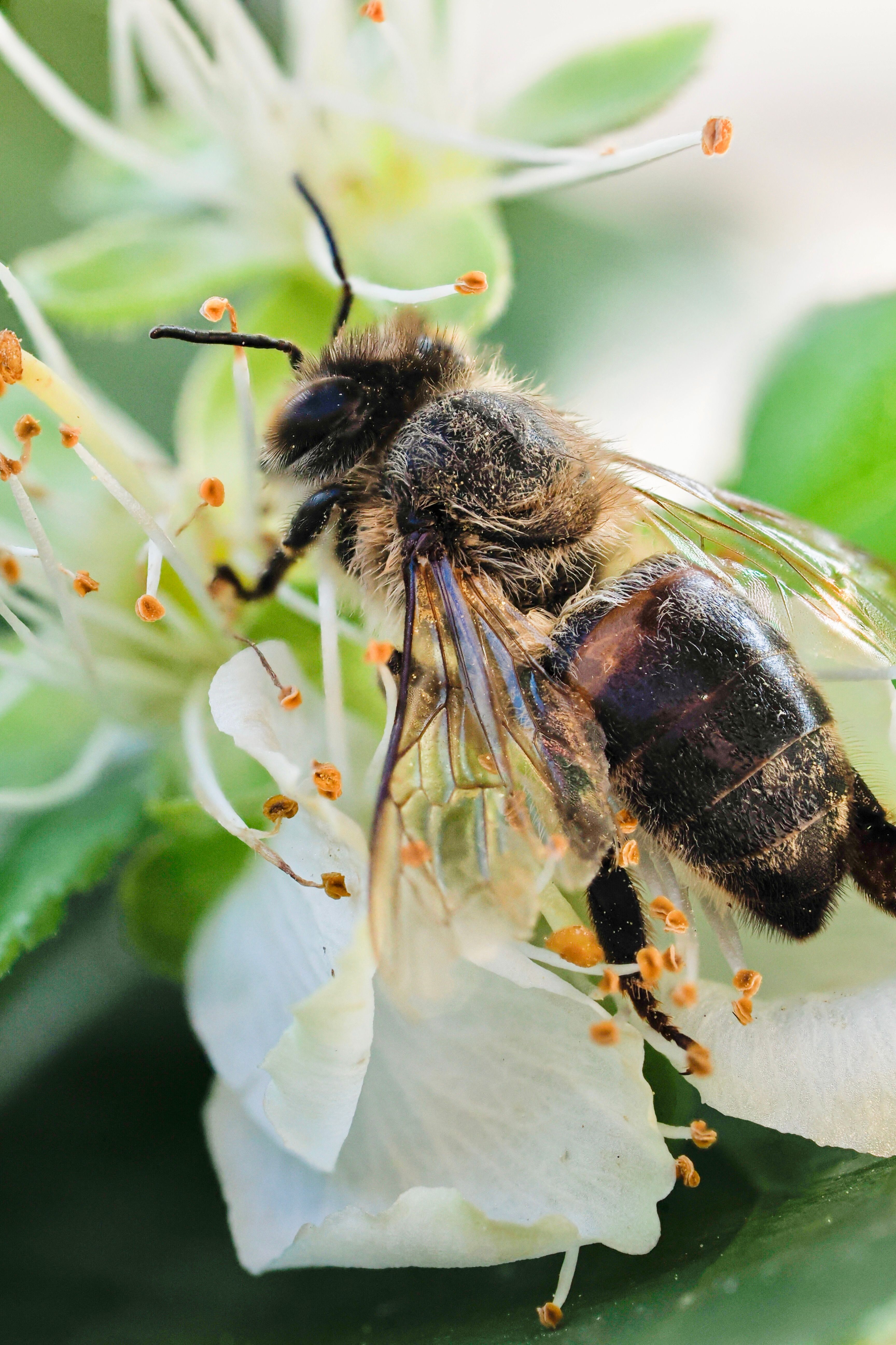 Honey Desin Photos, Download The BEST Free Honey Desin Stock Photos ...