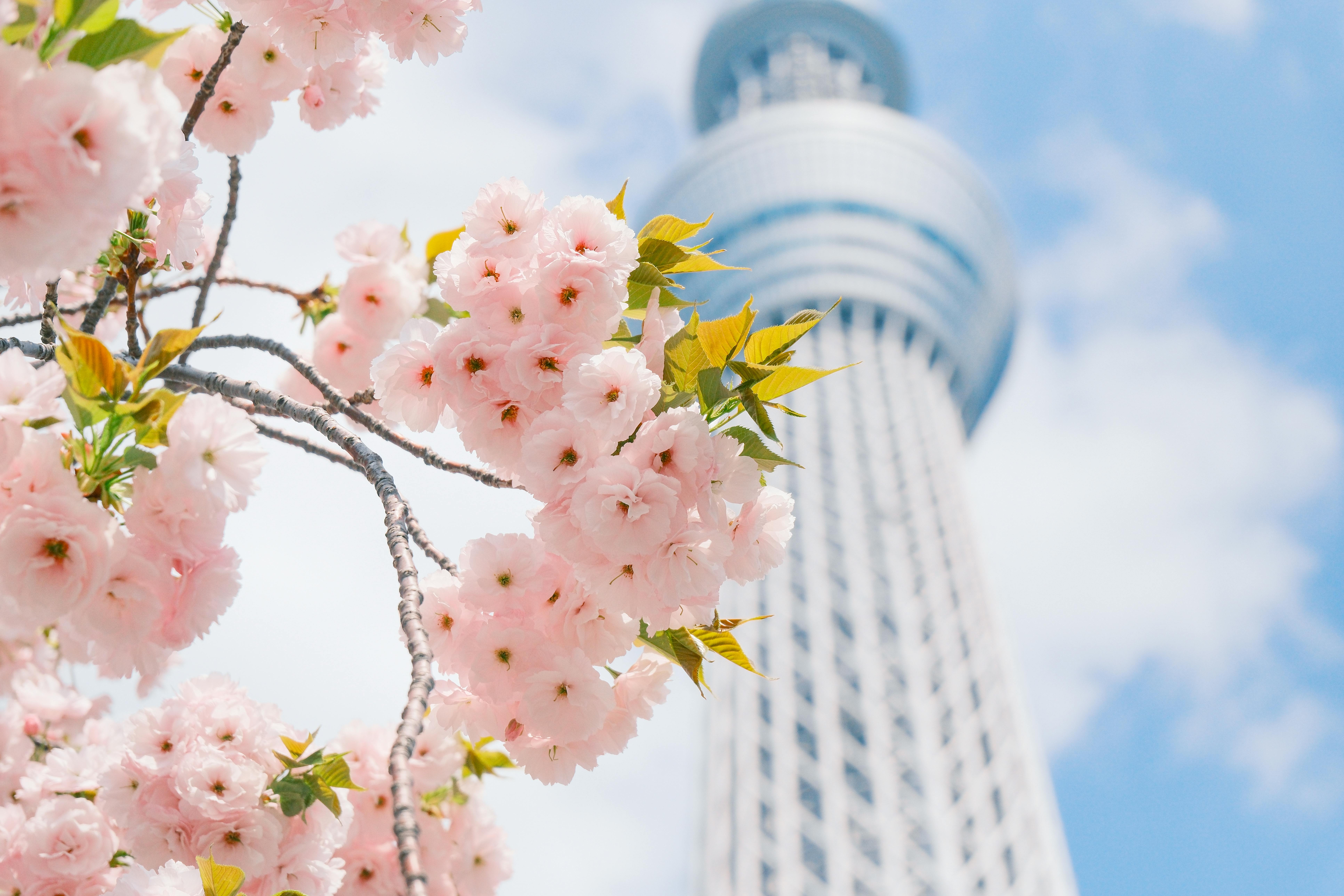 Cherry Blossoms and Tokyo Skytree in Spring · Free Stock Photo