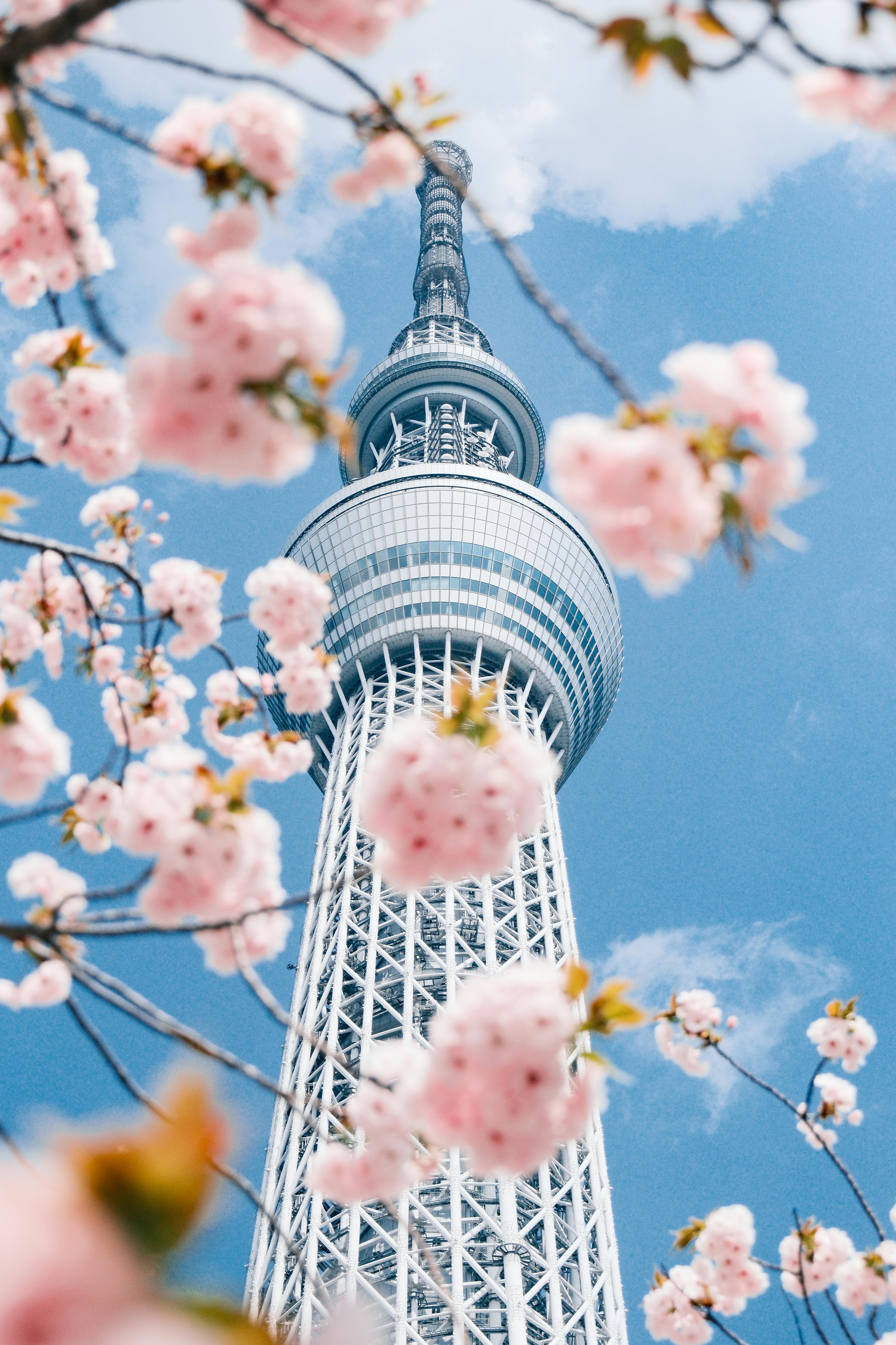 Cherry Blossoms and Tokyo Skytree in Spring · Free Stock Photo