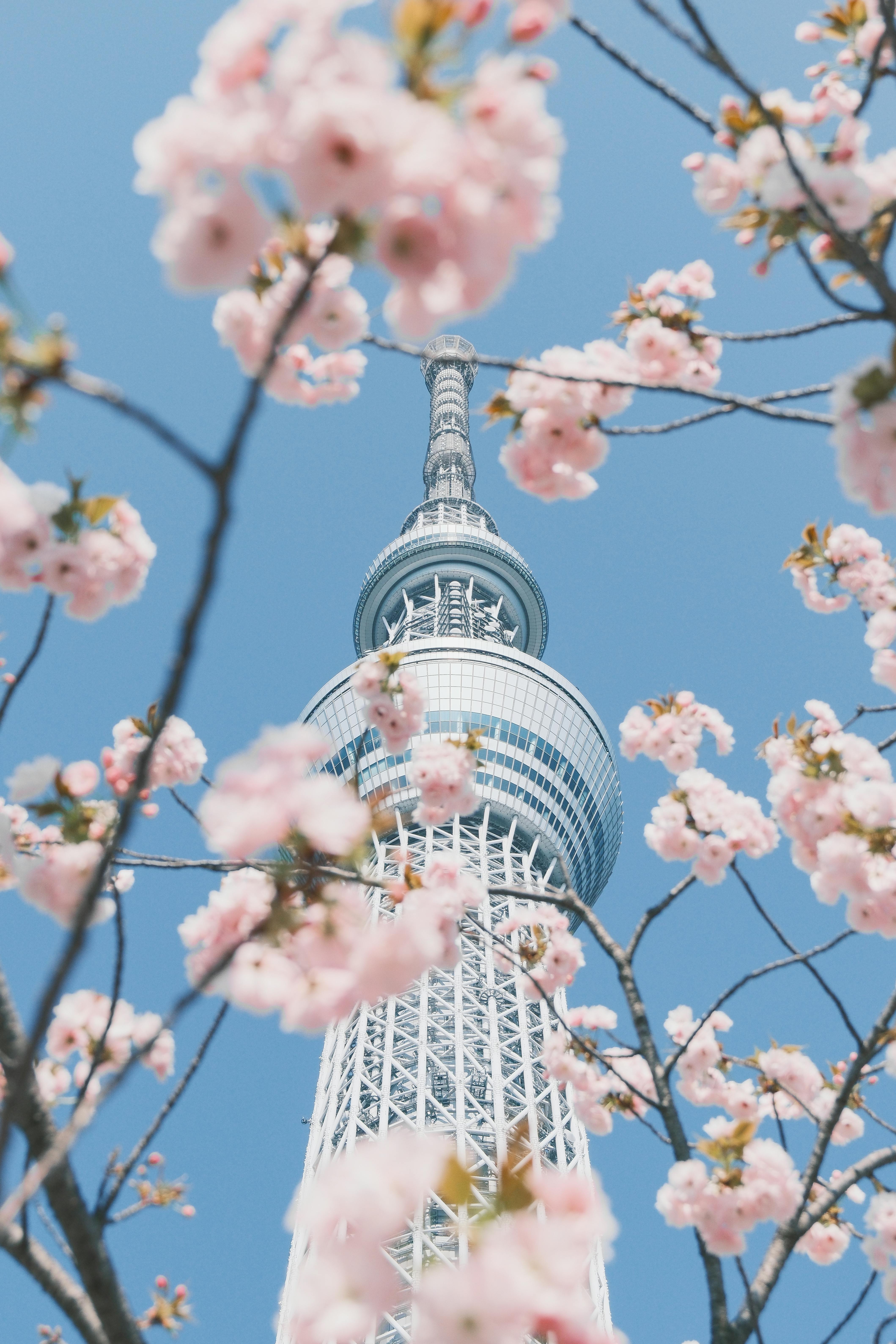 Tokyo Skytree with Cherry Blossoms in Spring · Free Stock Photo