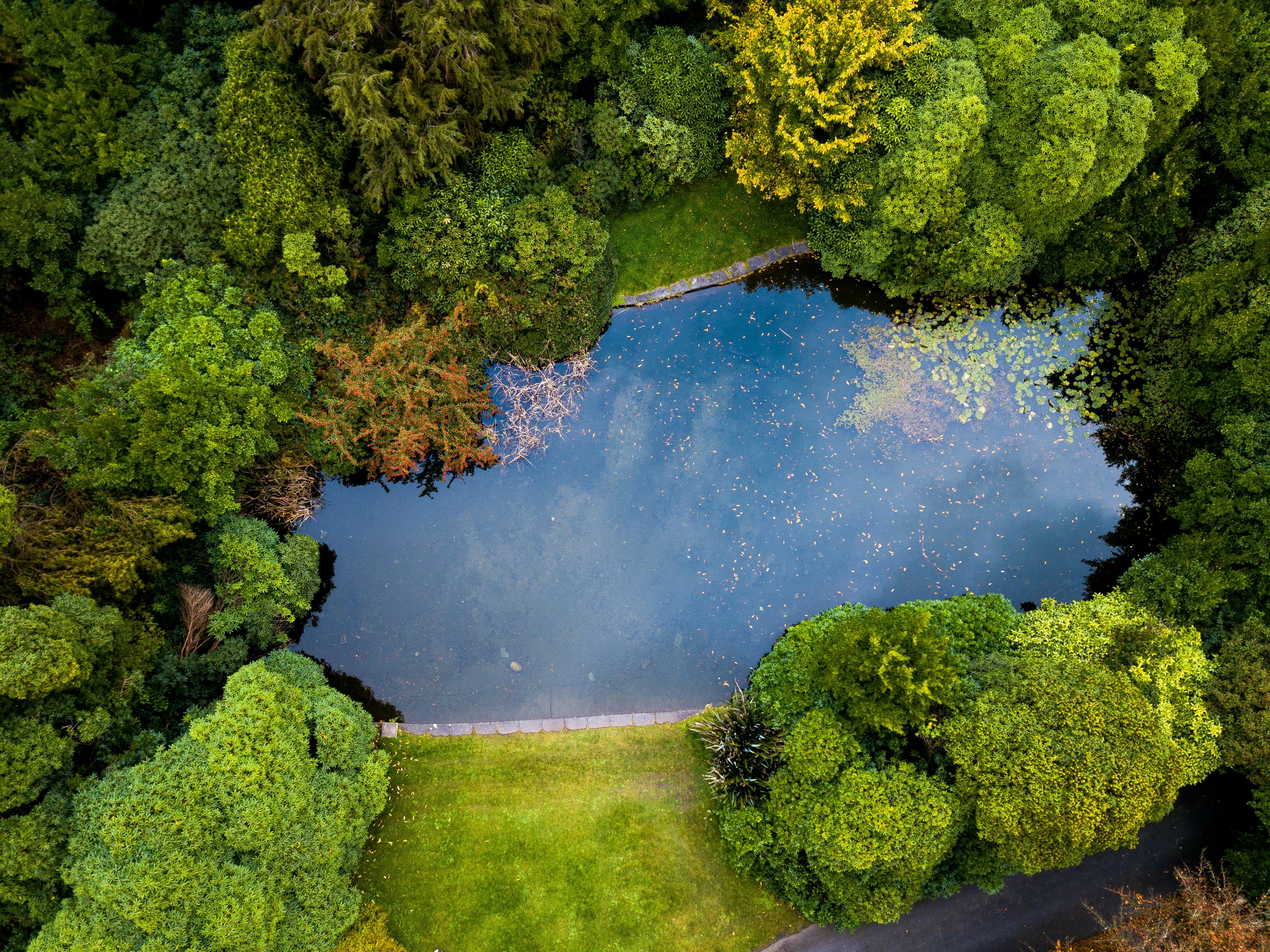 Top View Photo of River Near Trees · Free Stock Photo