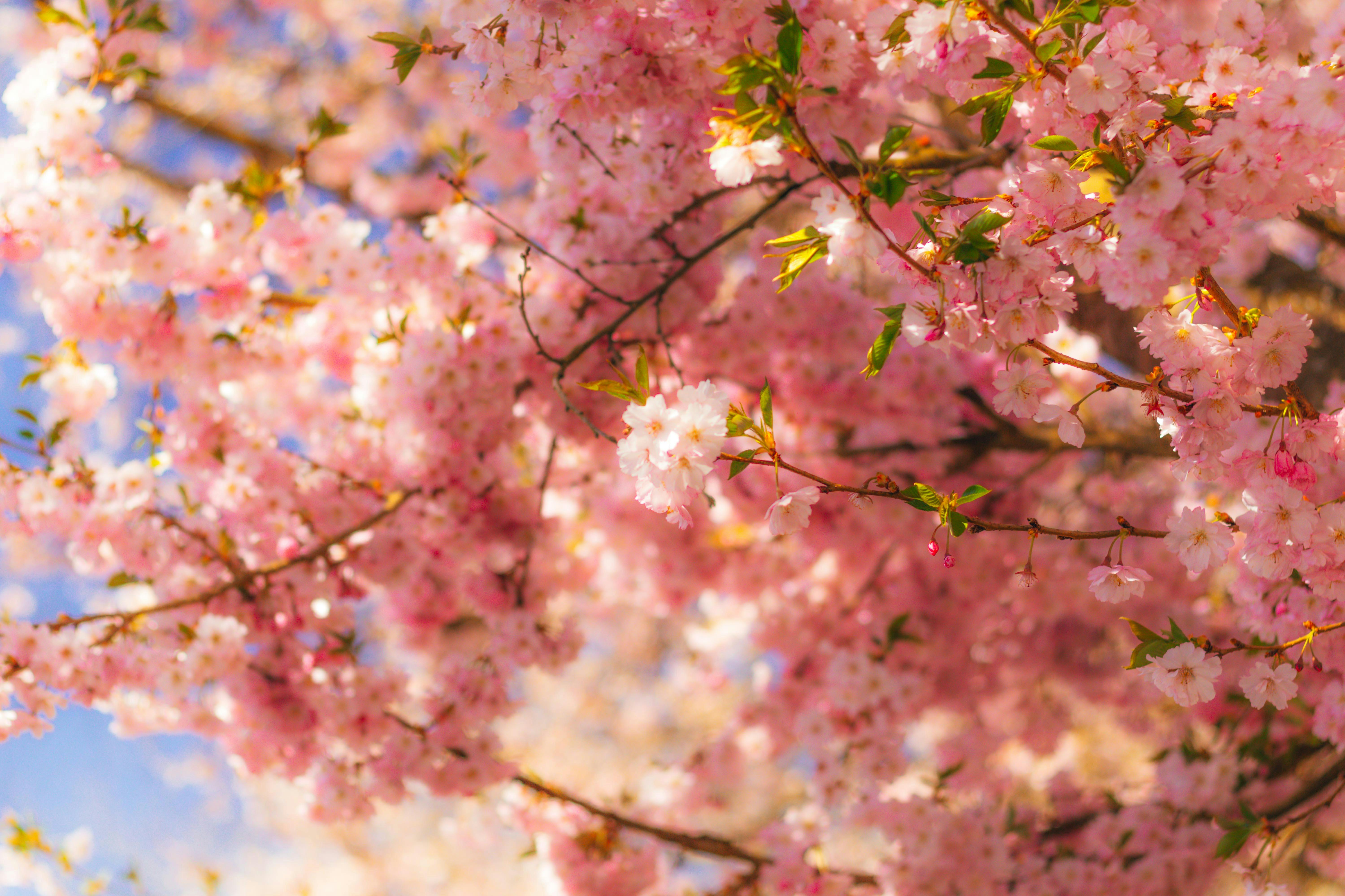 Springtime Cherry Blossoms in Full Bloom · Free Stock Photo
