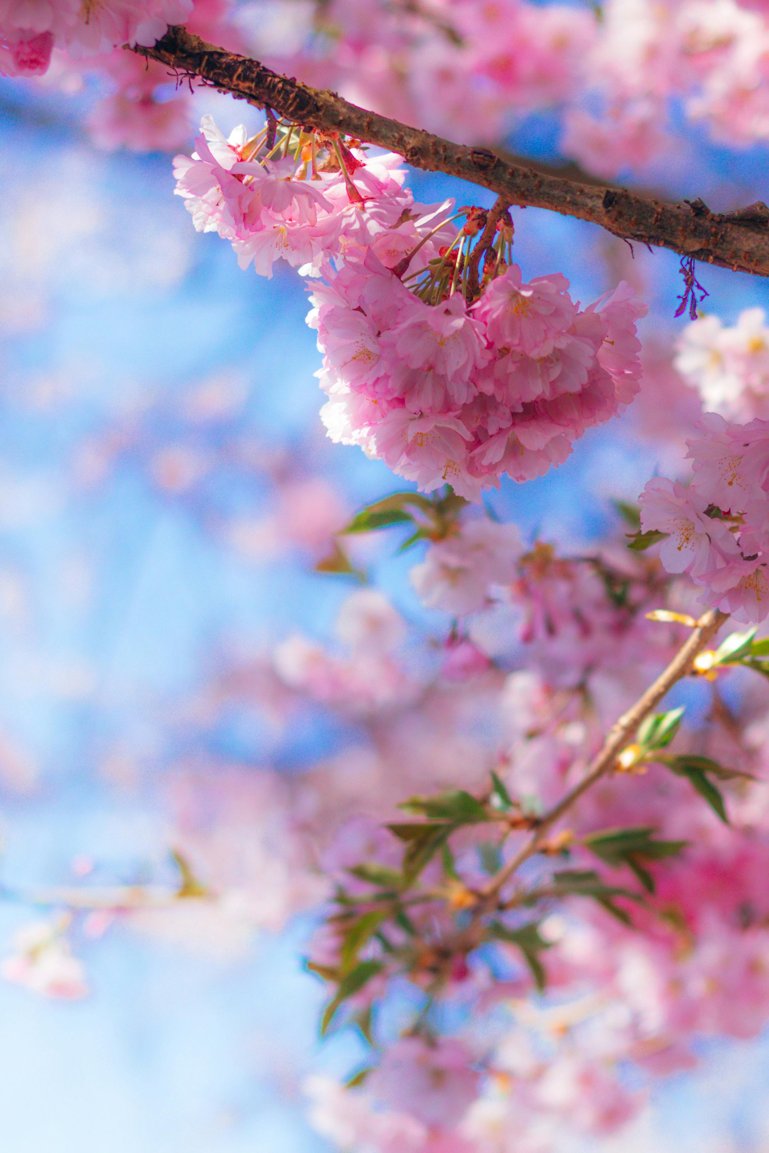 April Folls Photos, Download The BEST Free April Folls Stock Photos ...