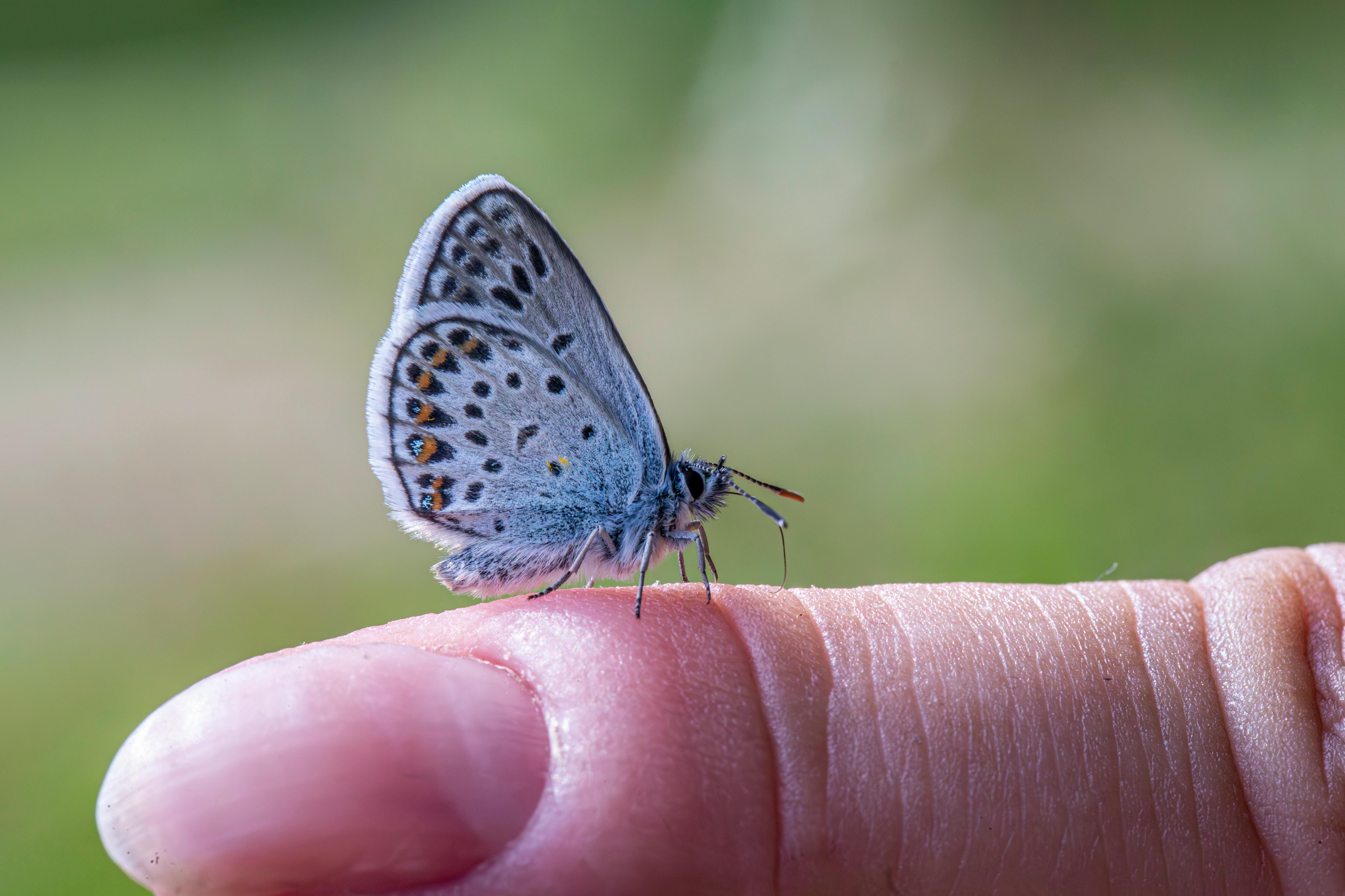 Butterfly Landing On Finger Photos, Download The BEST Free Butterfly ...