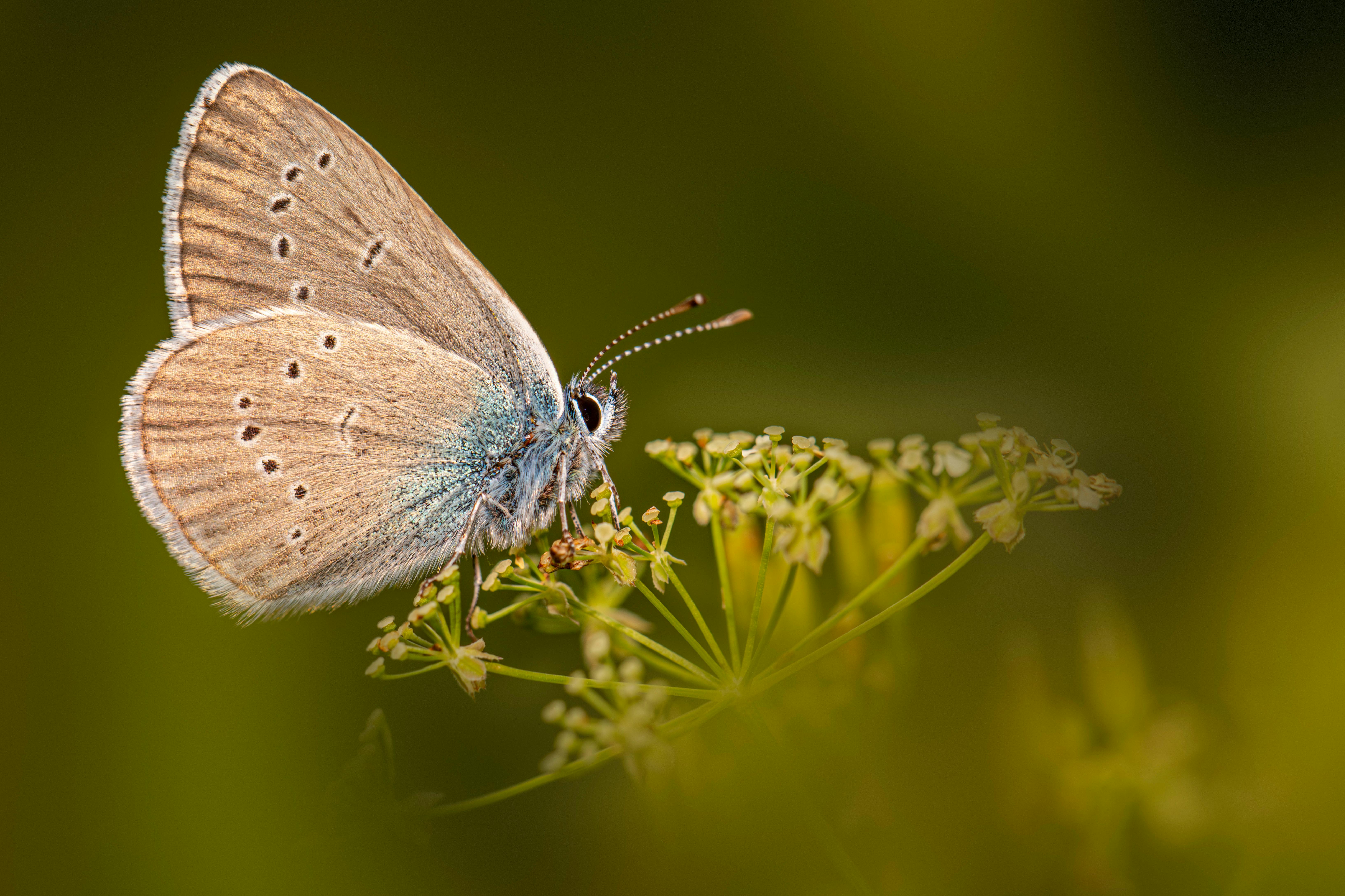 Common Female Blue Butterfly · Free Stock Photo