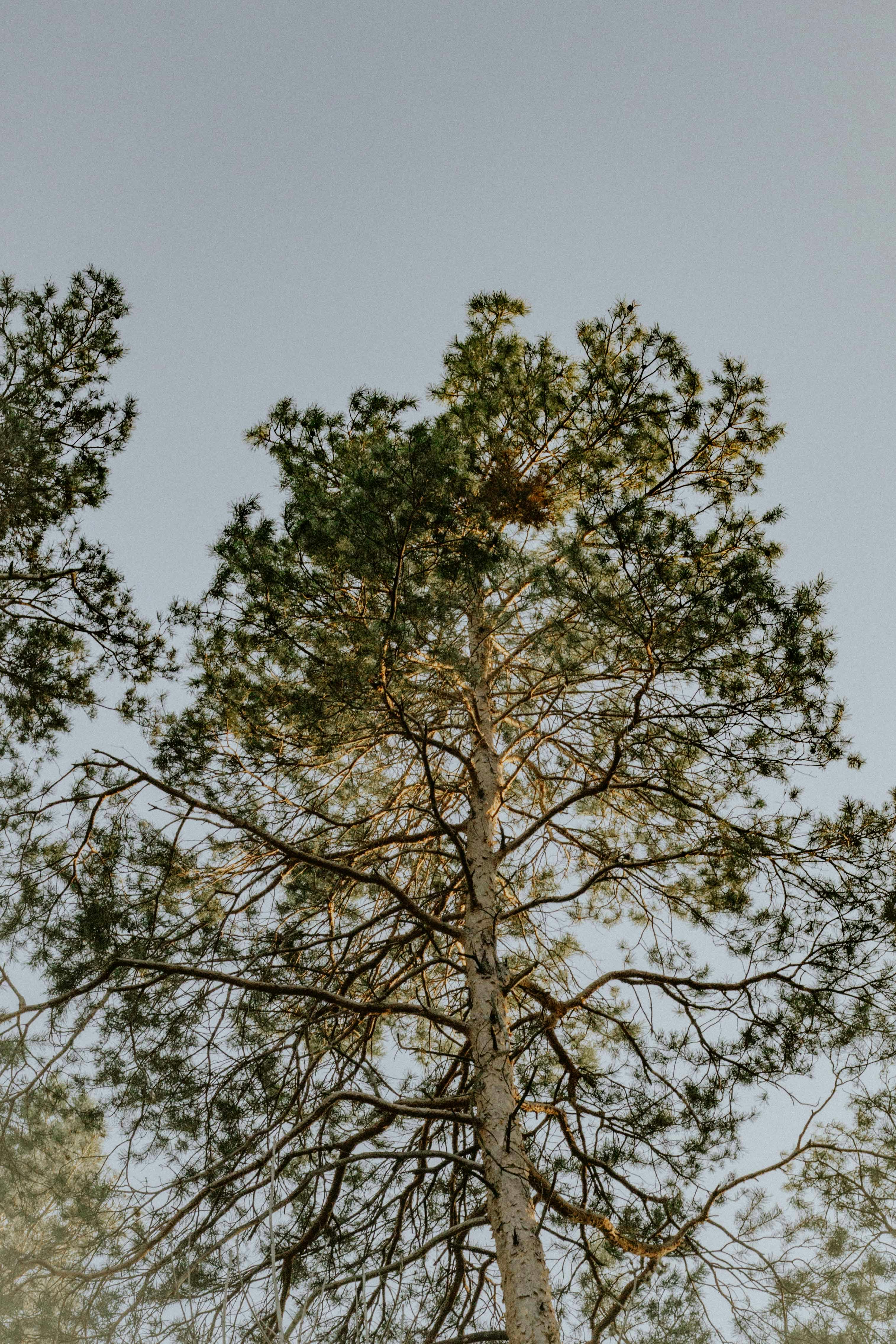 Tall Pine Tree in Overcast Park Setting · Free Stock Photo