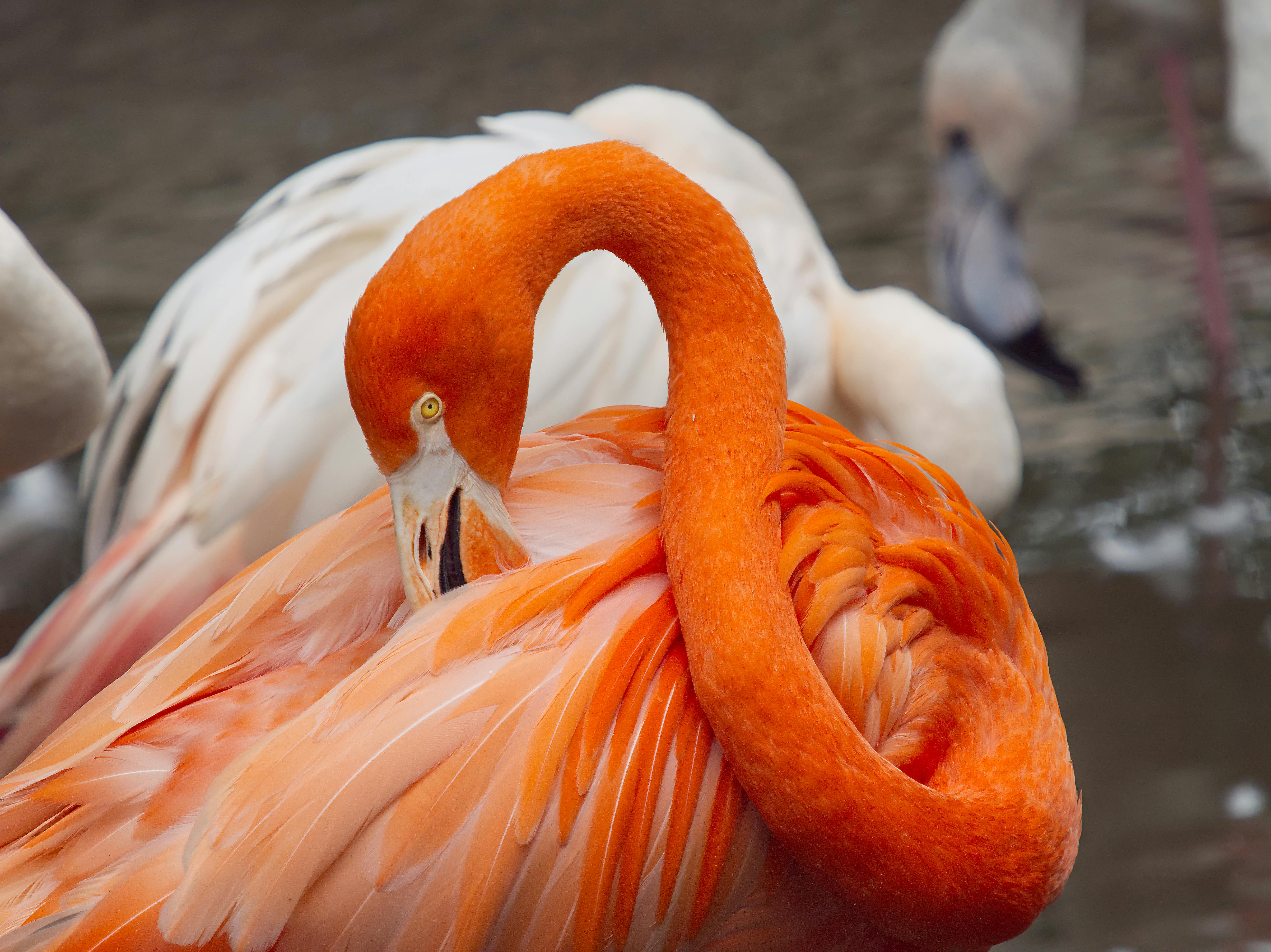 Vivid Pink Flamingo Preening in Natural Habitat · Free Stock Photo