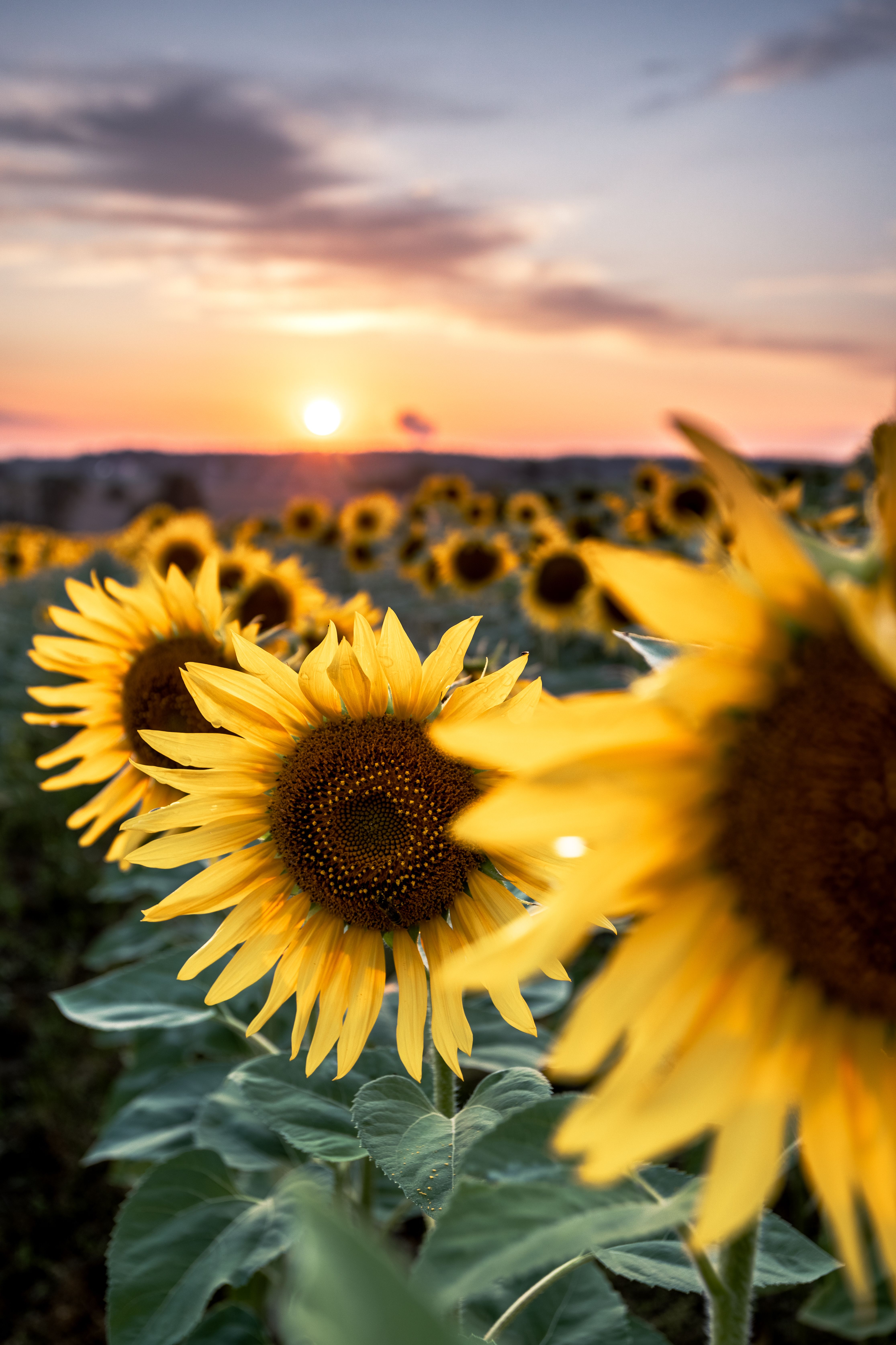 Horizon Plants Photos, Download The BEST Free Horizon Plants Stock ...