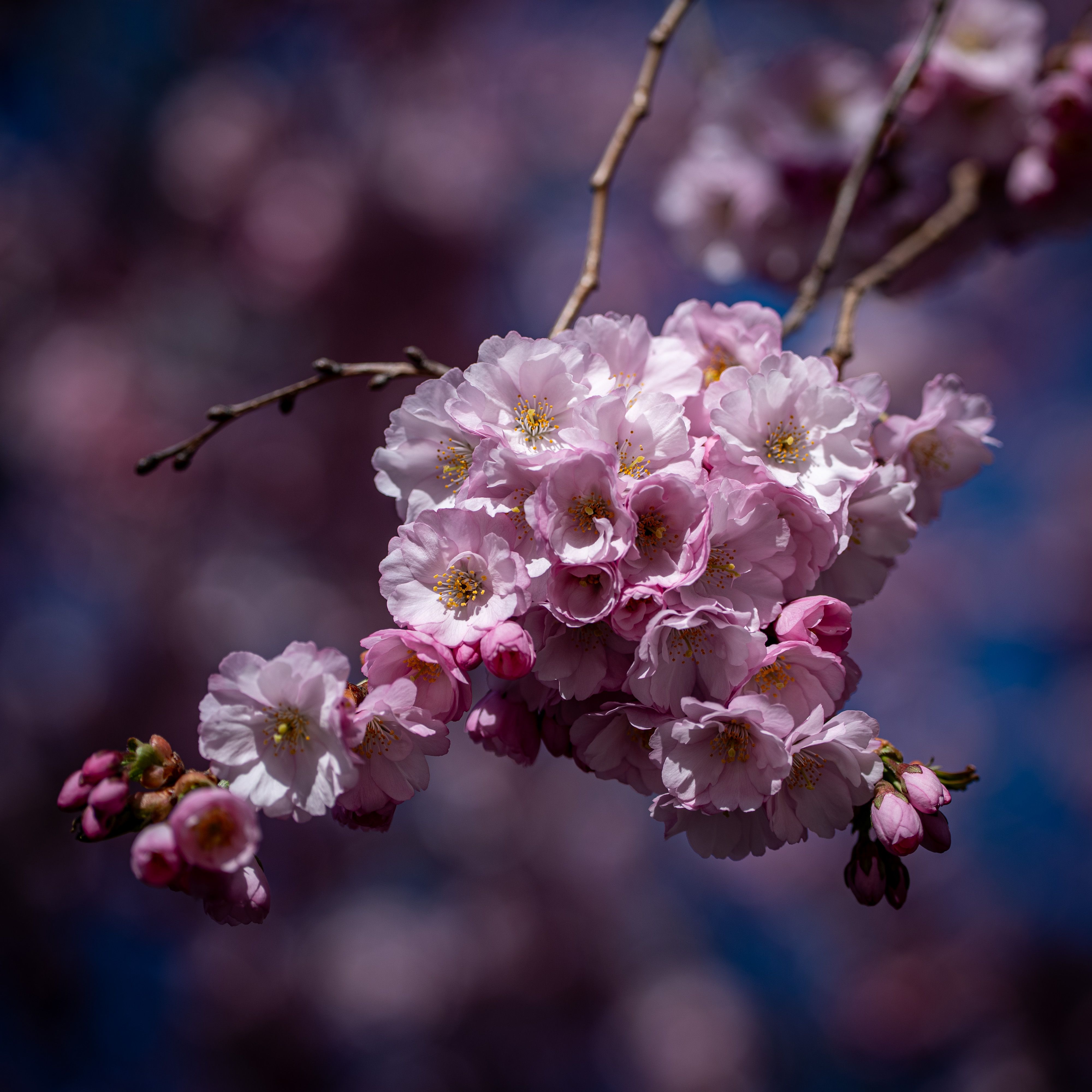 February Season Pink Flowers Photos, Download The BEST Free February ...